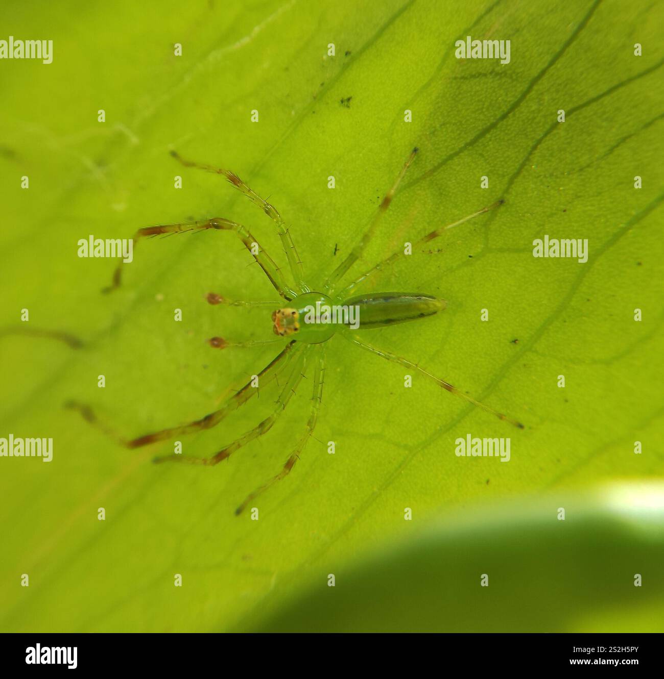 Translucent Green Jumping Spiders (Lyssomanes Stock Photo - Alamy