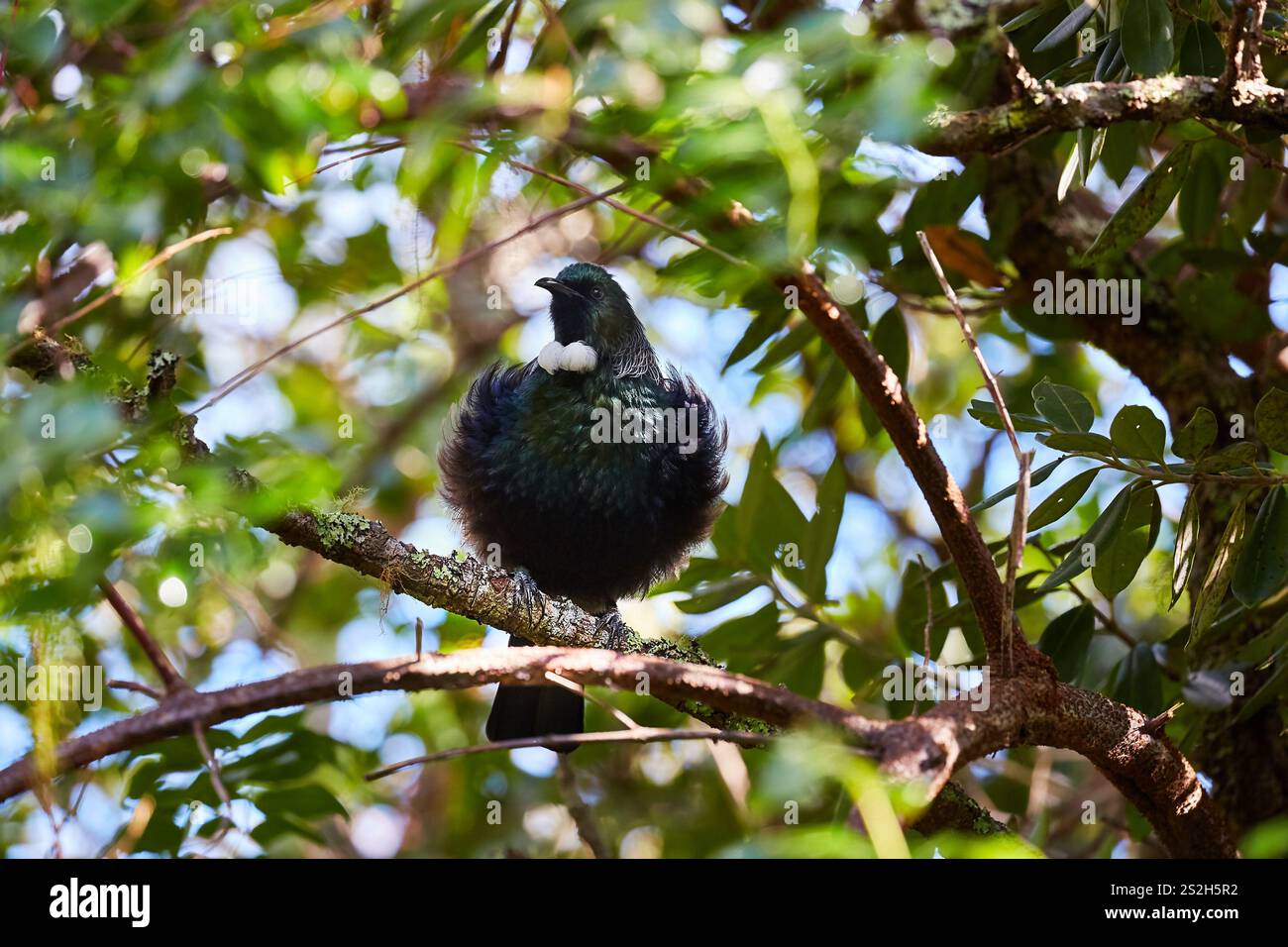 Tui bird in trees hi-res stock photography and images - Alamy