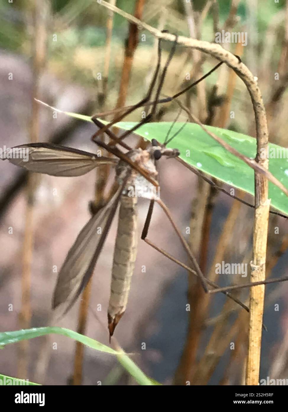European Crane Fly (Tipula paludosa Stock Photo - Alamy