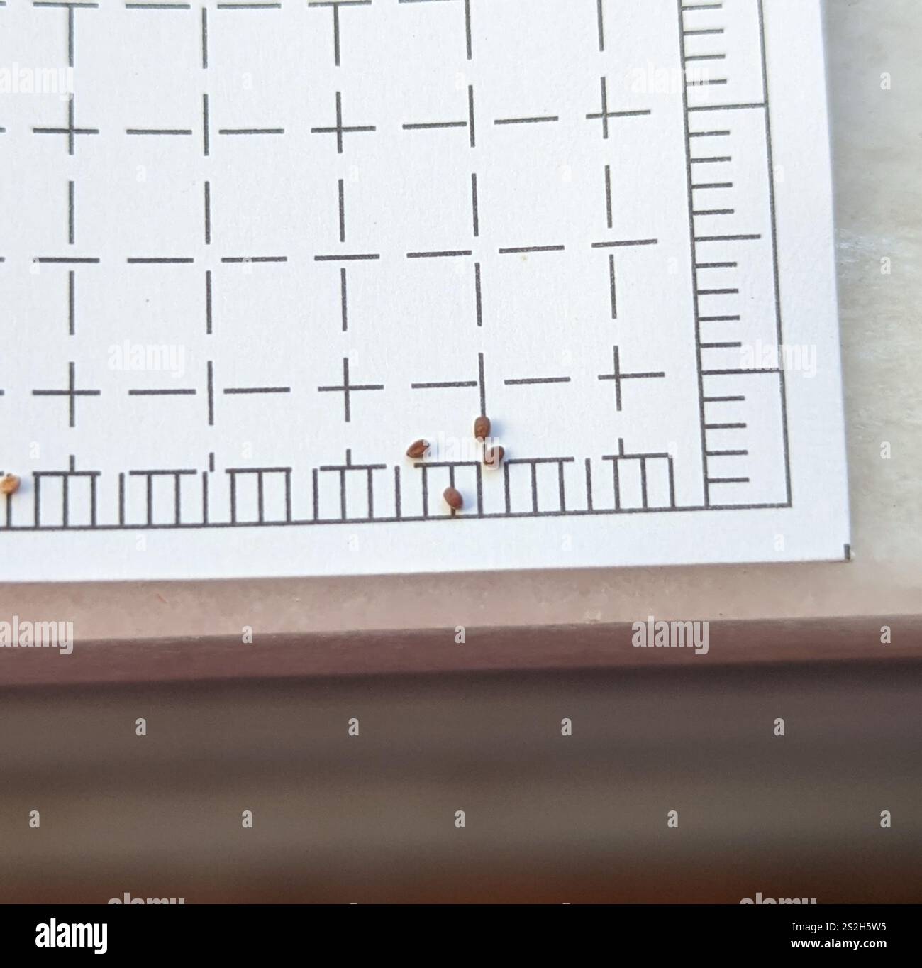 limestone sandmat (Euphorbia blodgettii Stock Photo - Alamy