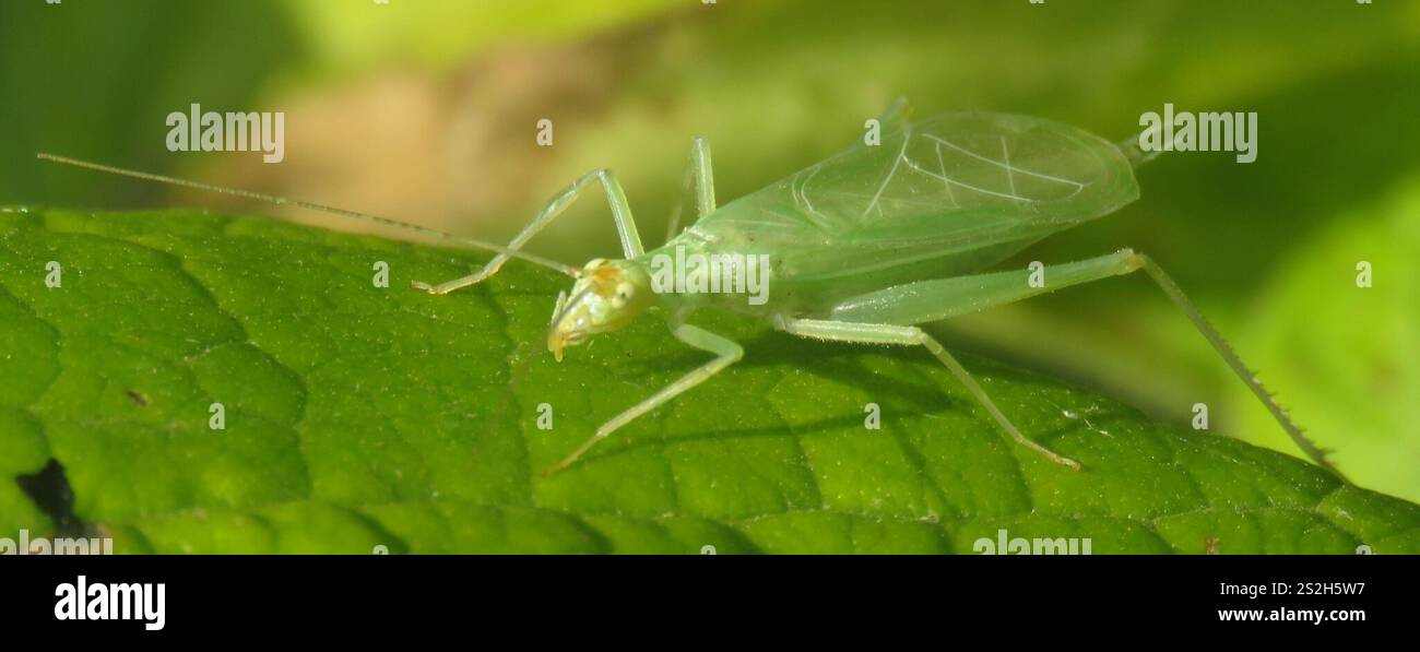 Common Tree Crickets (Oecanthus Stock Photo - Alamy