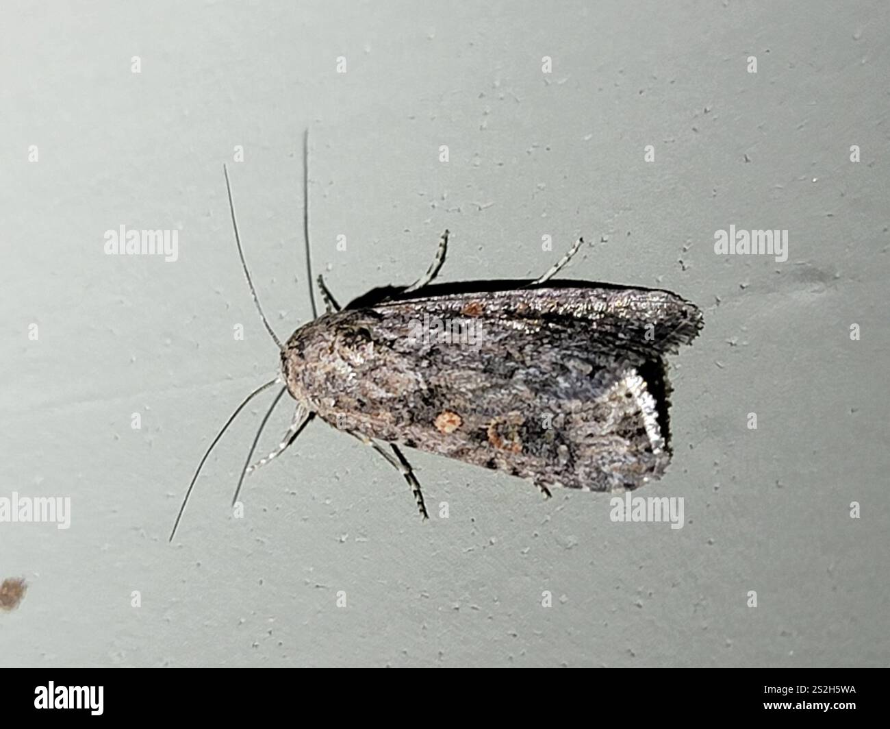Beet Armyworm Moth (Spodoptera exigua Stock Photo - Alamy