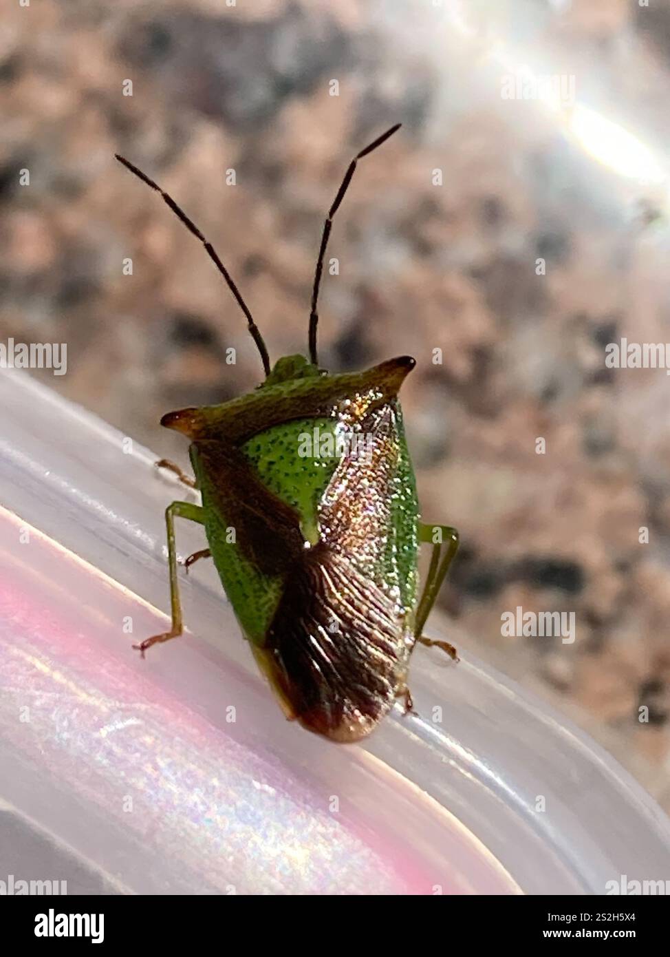 Hawthorn Shield Bug (Acanthosoma haemorrhoidale Stock Photo - Alamy