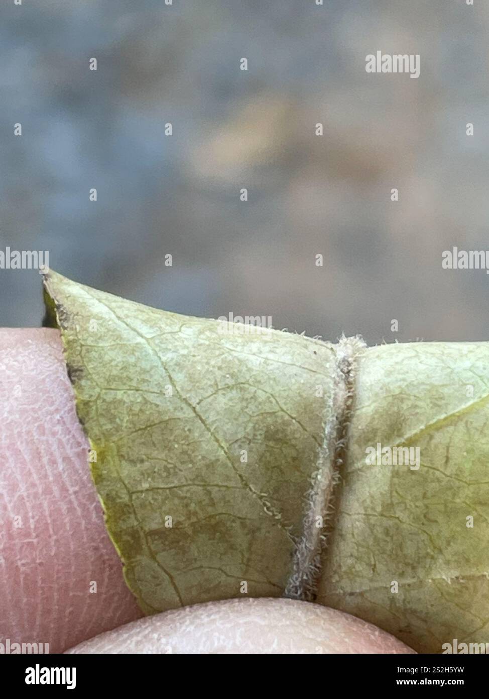 possumhaw (Ilex decidua Stock Photo - Alamy