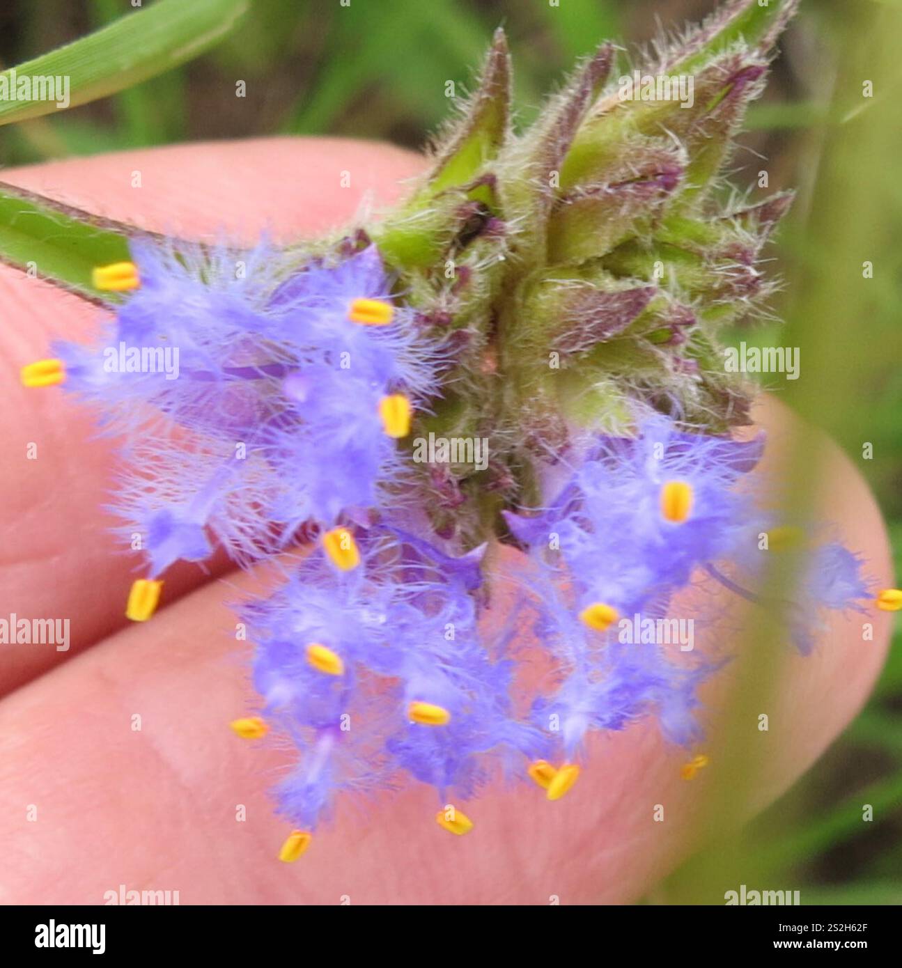Showy Blue Ear (Cyanotis speciosa Stock Photo - Alamy