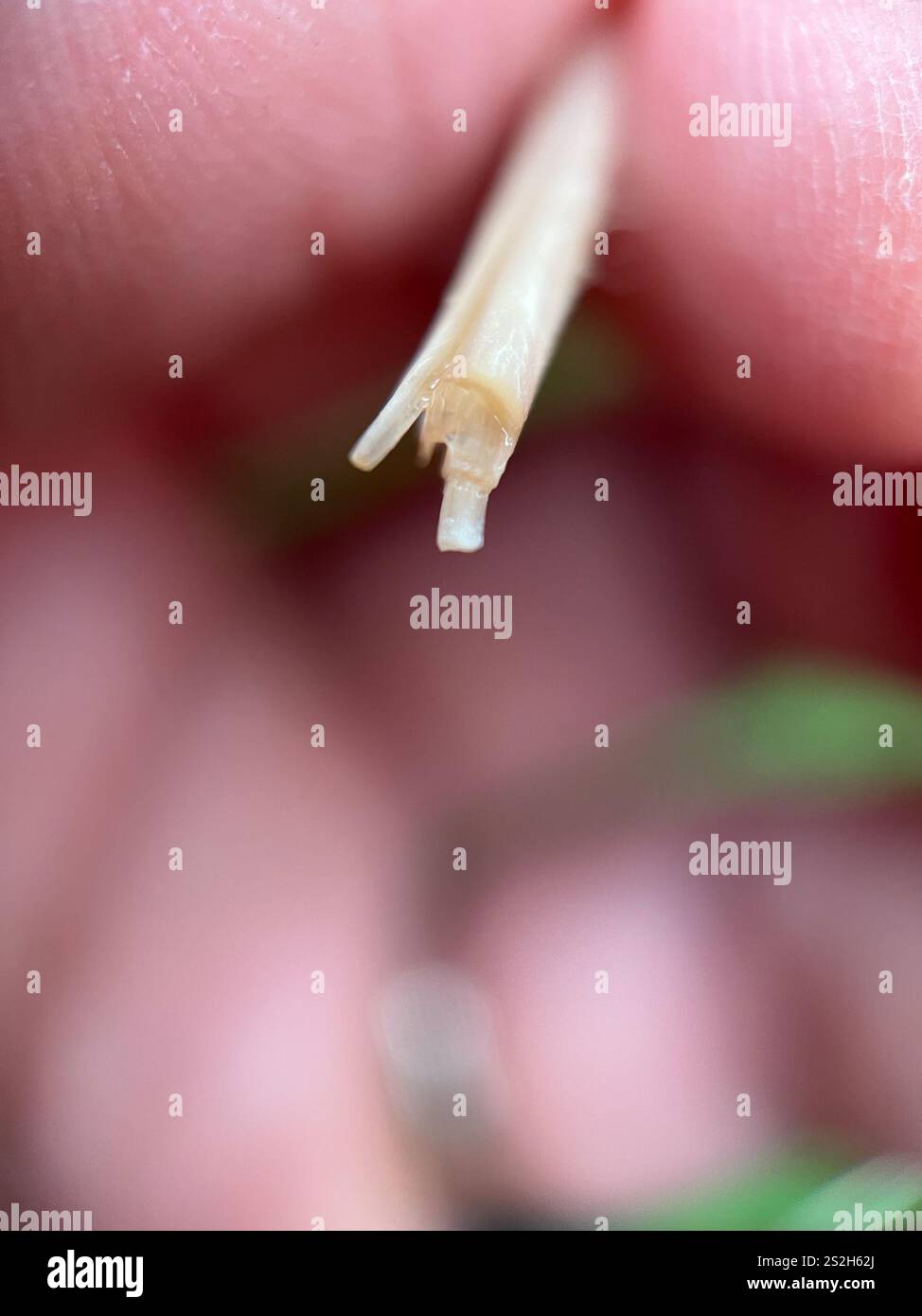 red edge brittlestem (Psathyrella corrugis Stock Photo - Alamy