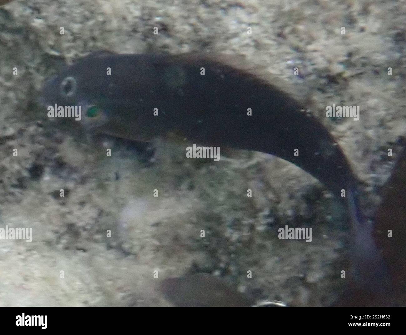 Ray-finned Fishes (Actinopterygii Stock Photo - Alamy