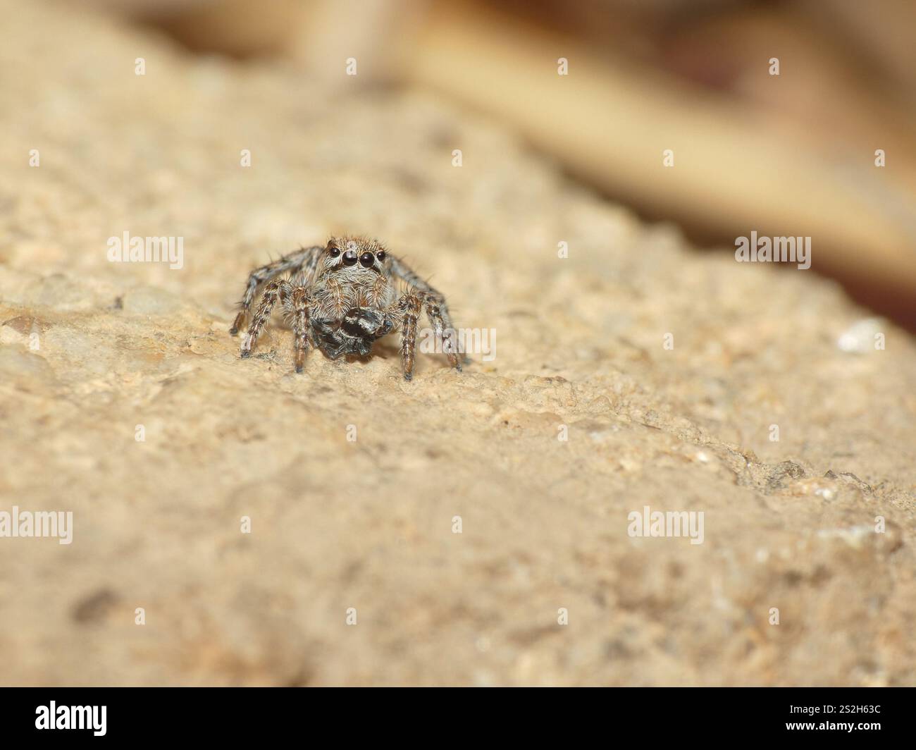 Jumping Spiders (Salticidae Stock Photo - Alamy