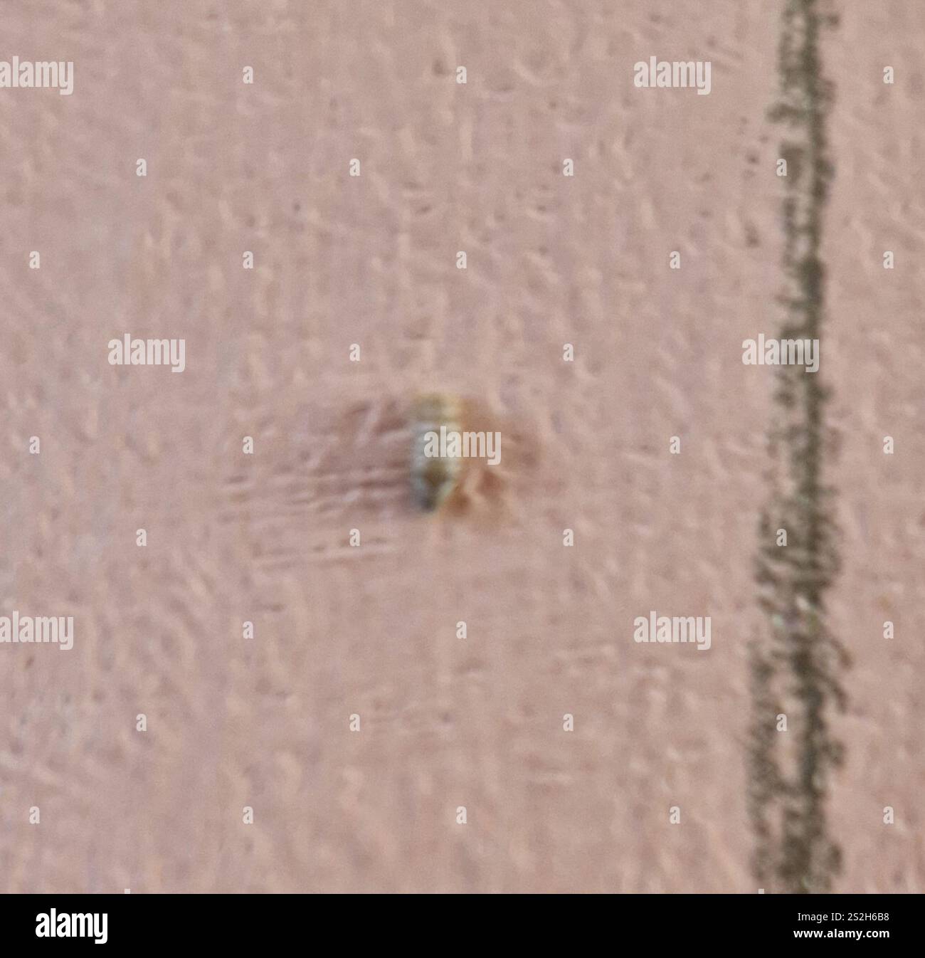 Skin Beetles (Dermestidae Stock Photo - Alamy