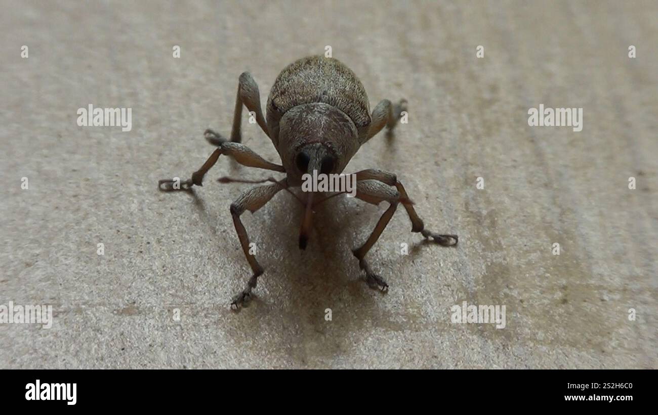 Nut and Acorn Weevils (Curculio Stock Photo - Alamy