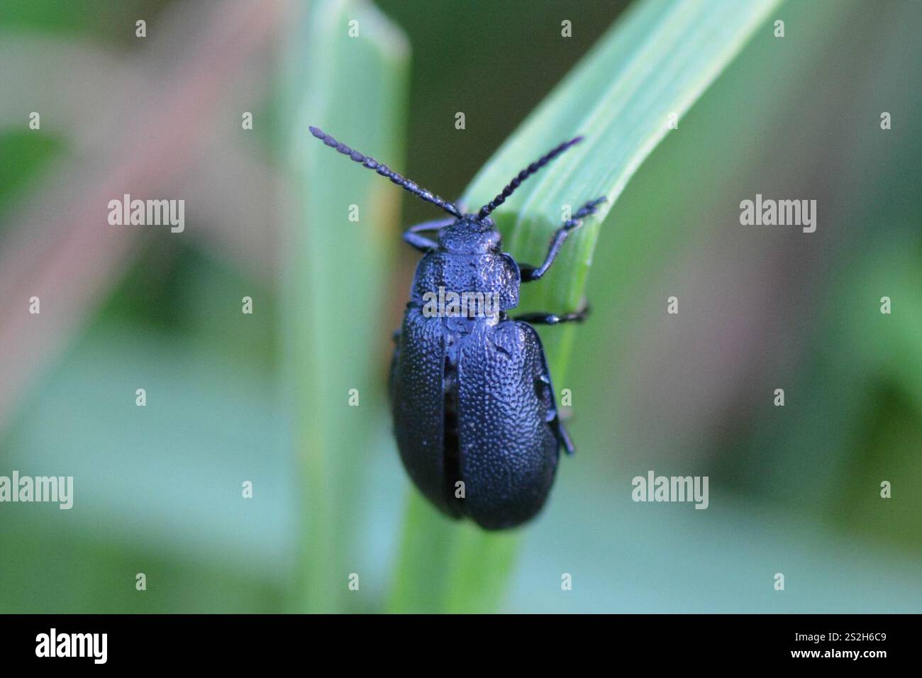 black-punctured leaf beetle (Galeruca tanaceti Stock Photo - Alamy