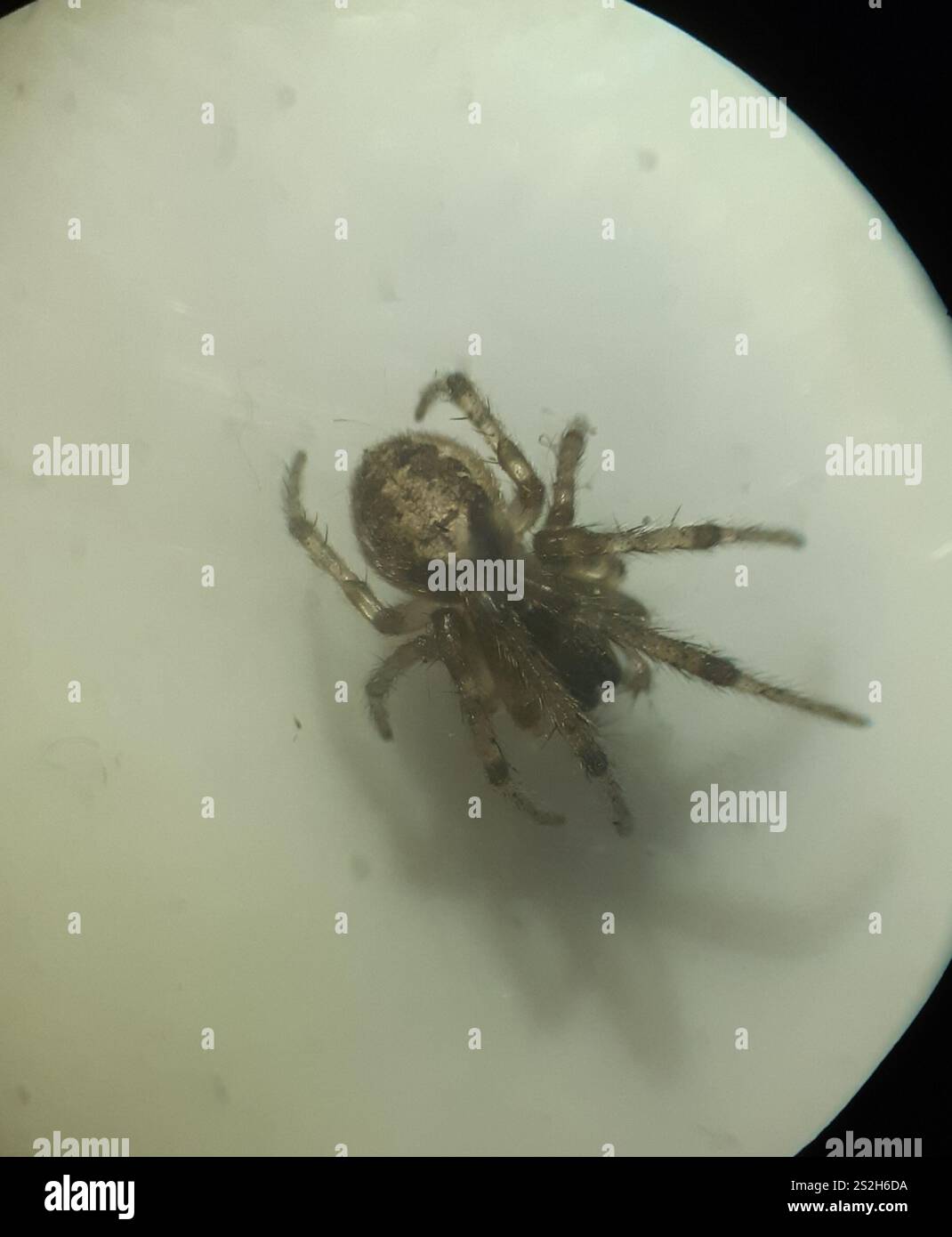 Silver-sided Sector Spider (Zygiella x-notata Stock Photo - Alamy