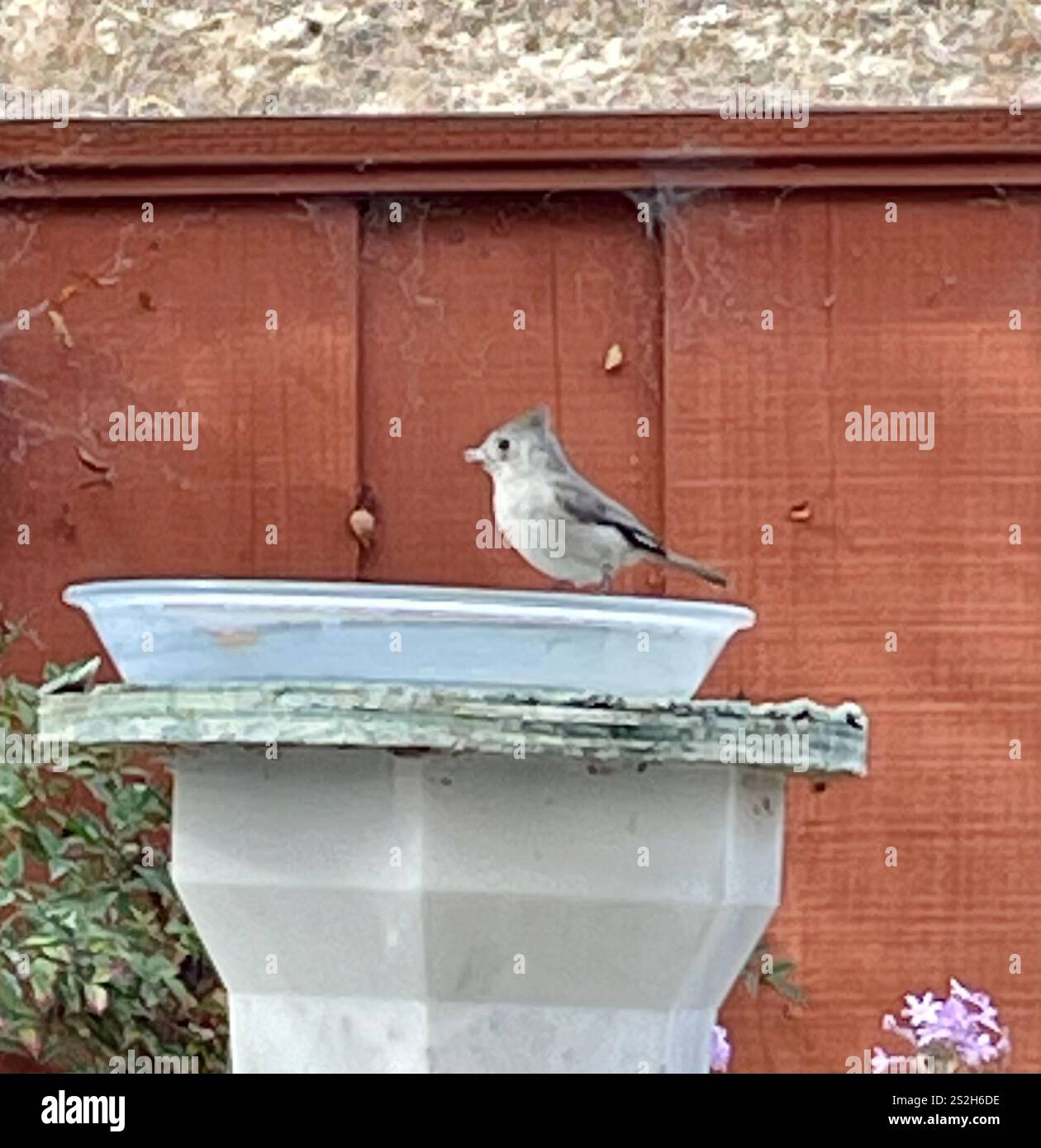 Oak Titmouse (Baeolophus inornatus Stock Photo - Alamy