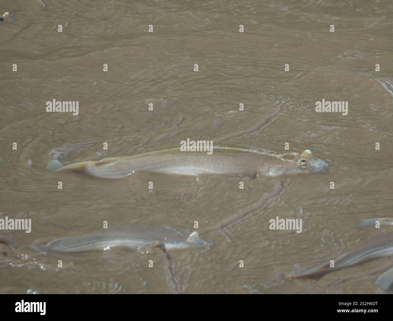 Largescale Four-eyed Fish (Anableps anableps Stock Photo - Alamy