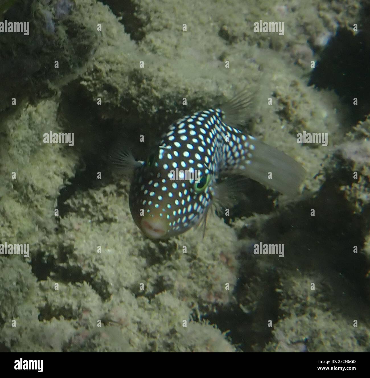 Hawaiian Spotted Toby (Canthigaster jactator Stock Photo - Alamy