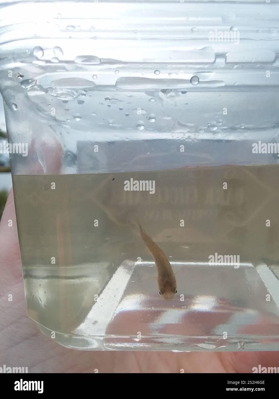 Typical Killifishes (Fundulus Stock Photo - Alamy