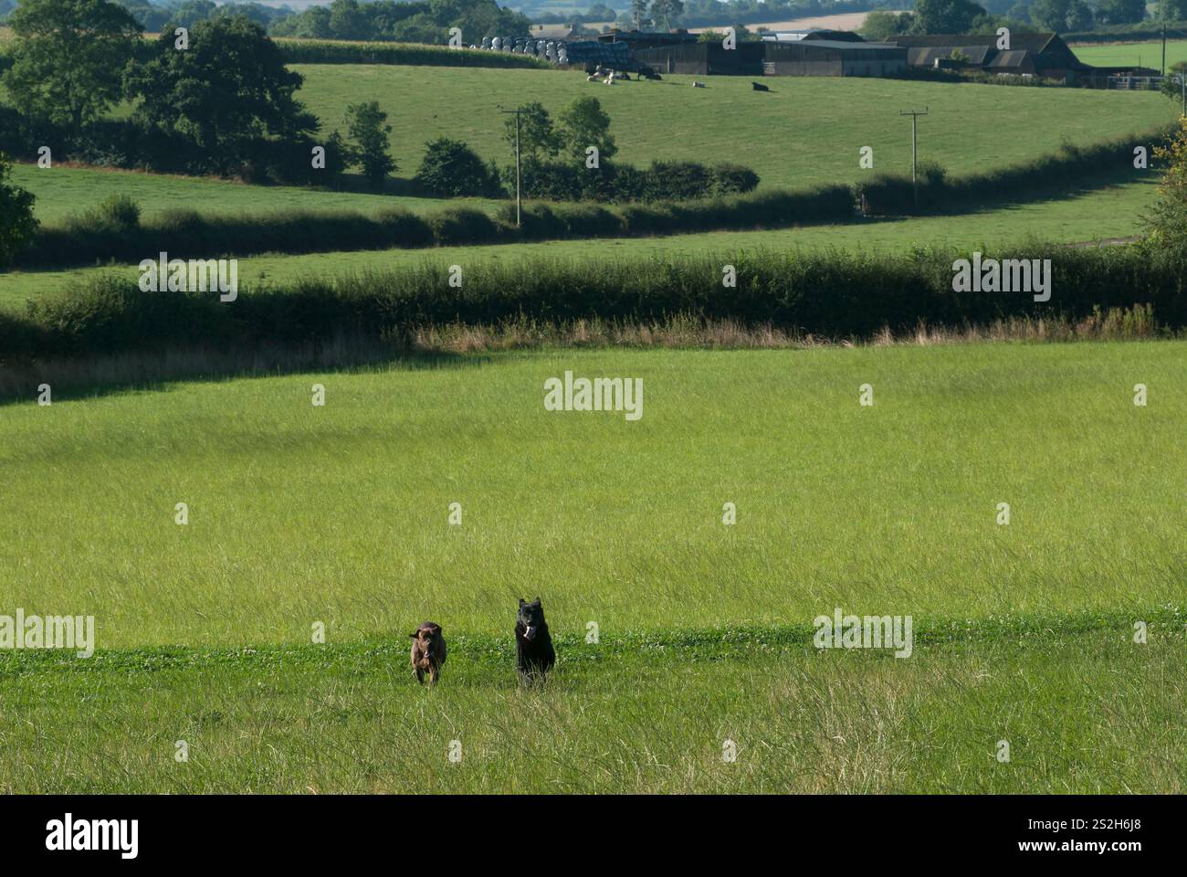 Farm dogs running through fields 2010s UK. Dogs playing together. Fosse ...