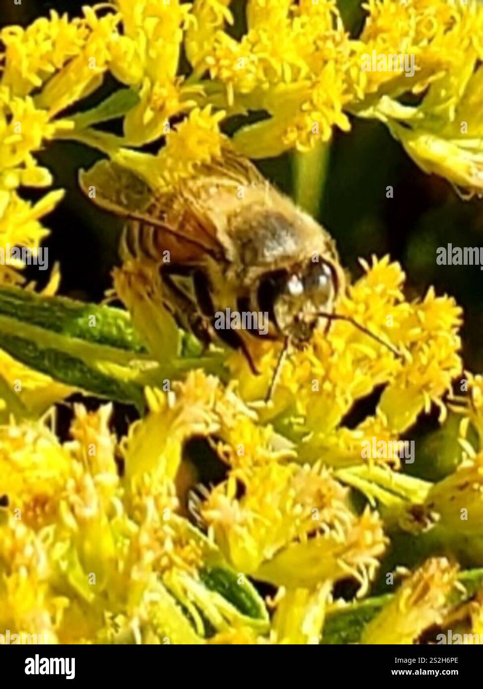 Western Honey Bee (Apis mellifera Stock Photo - Alamy