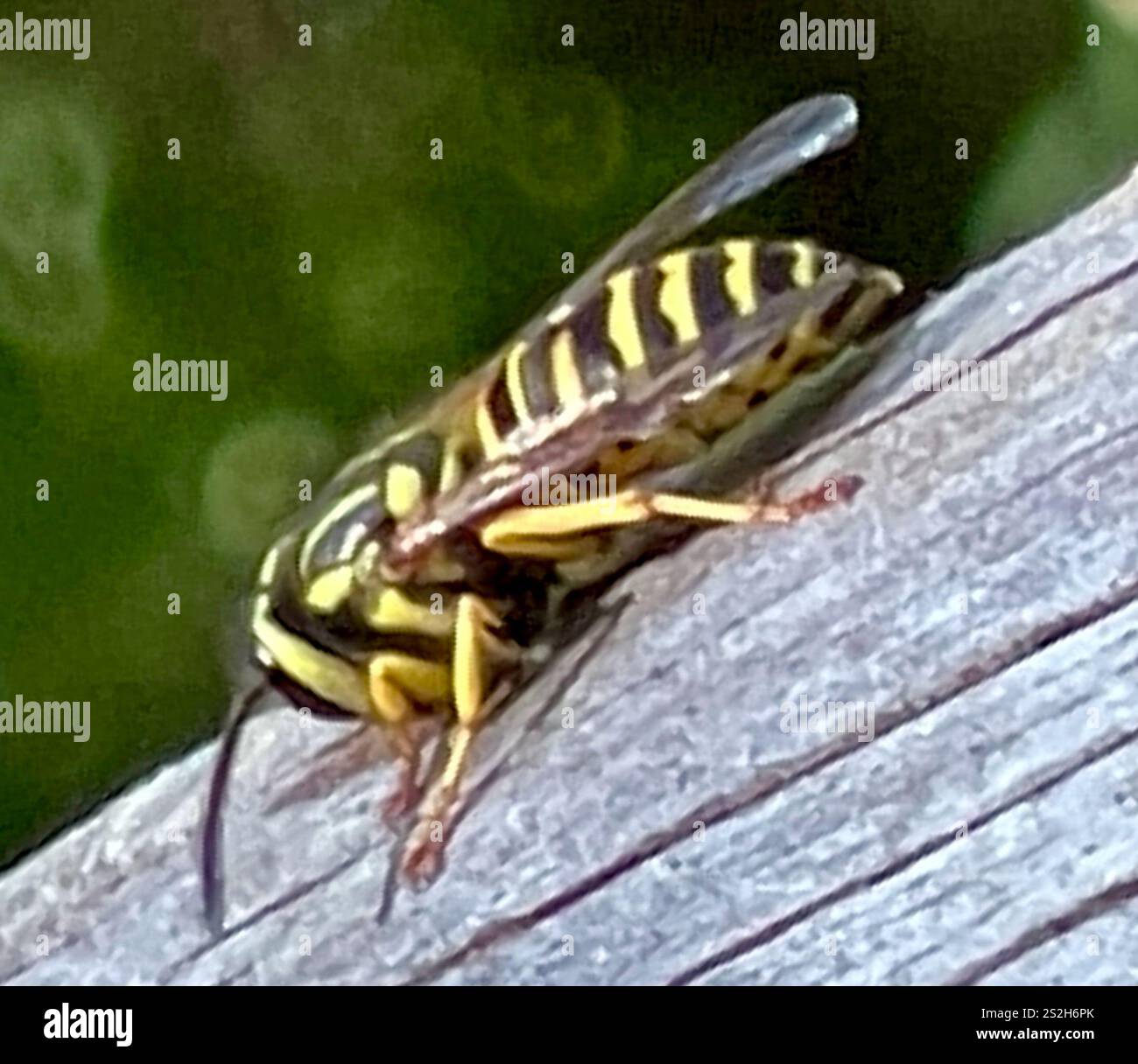 Southern Yellowjacket (Vespula squamosa Stock Photo - Alamy