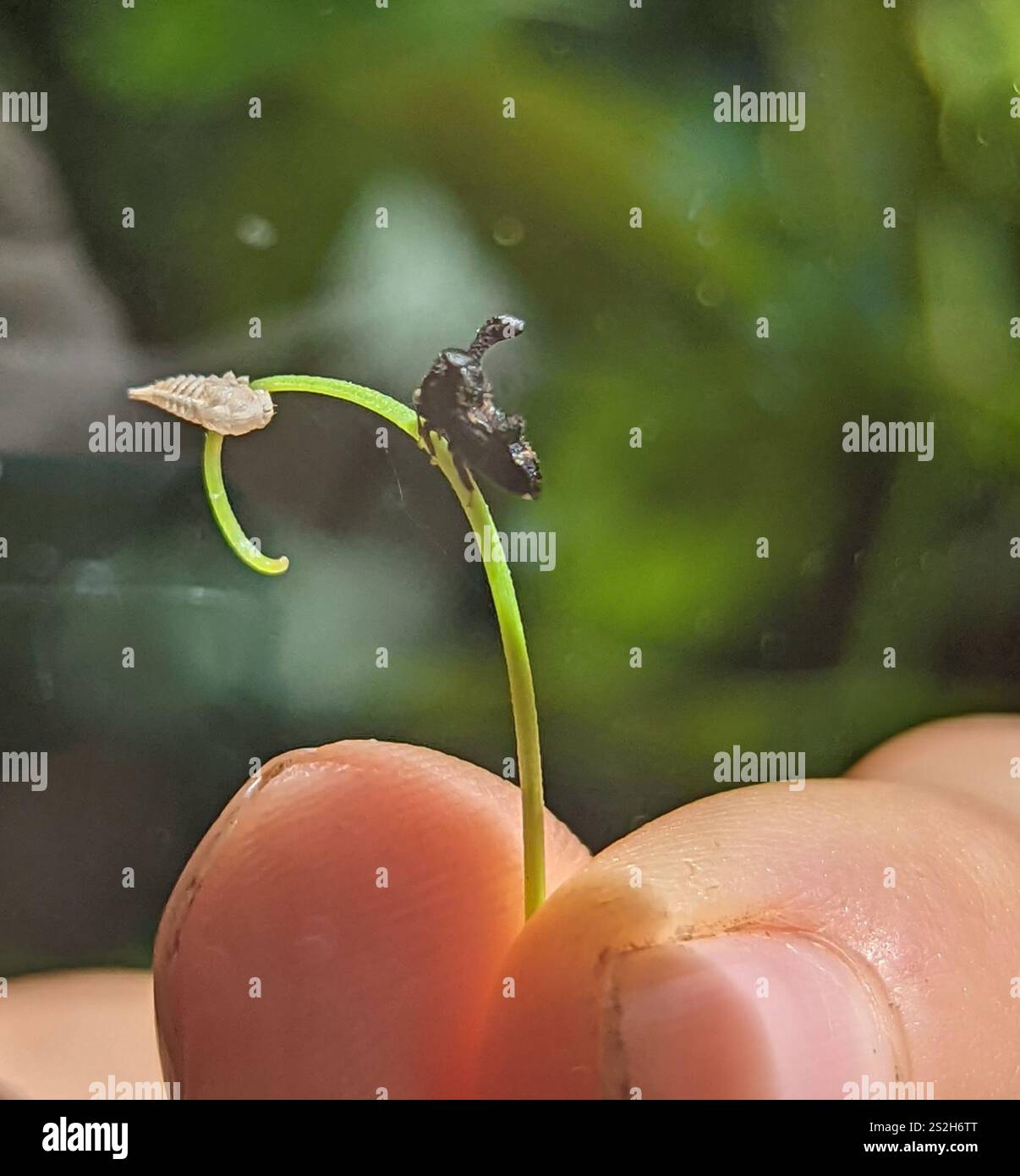 Typical Treehoppers (Membracidae Stock Photo - Alamy