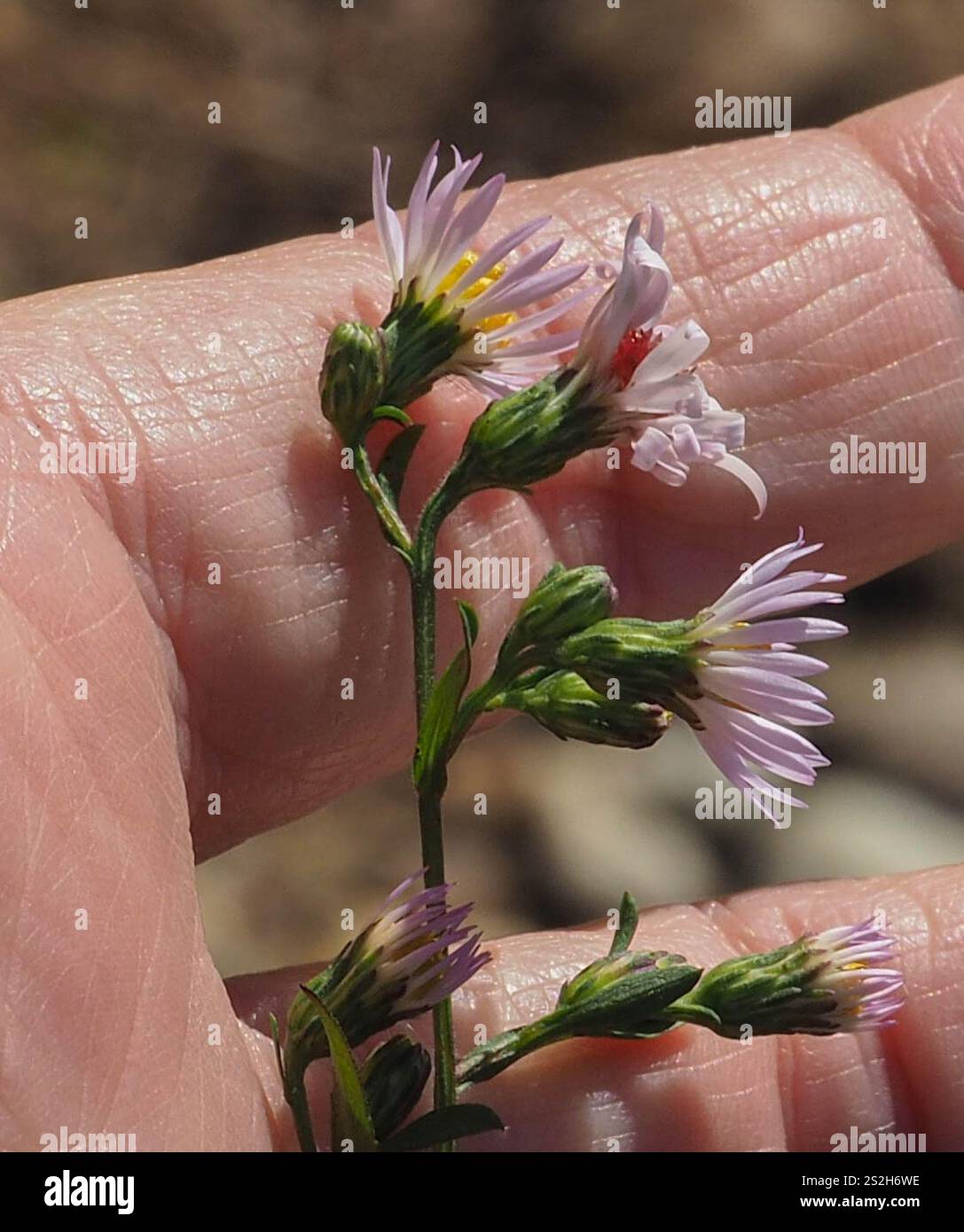 calico aster (Symphyotrichum lateriflorum Stock Photo - Alamy