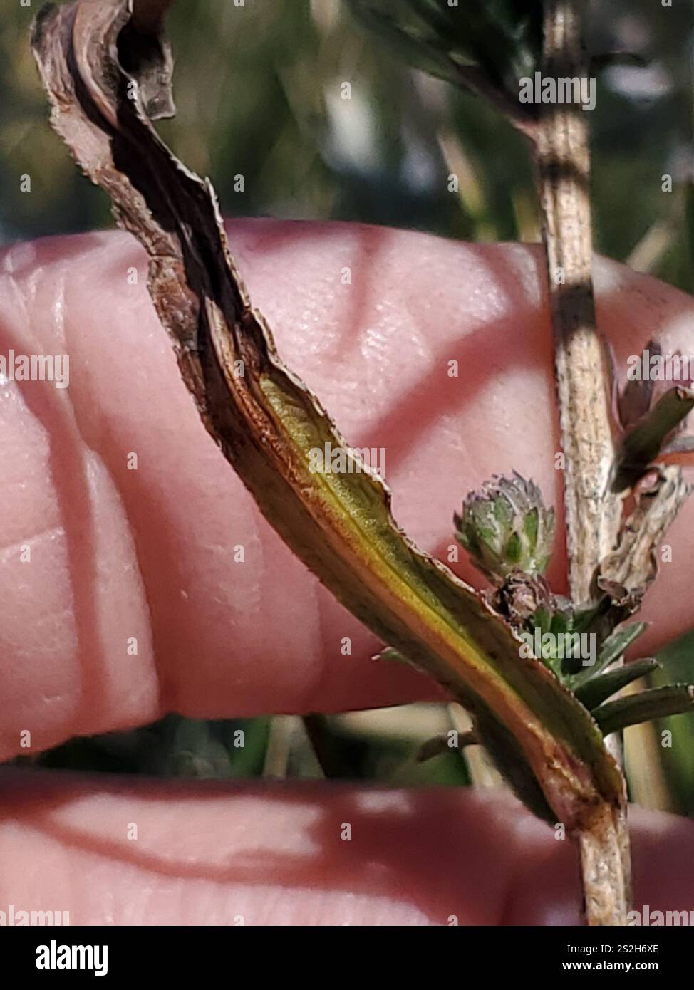 western aster (Symphyotrichum ascendens Stock Photo - Alamy