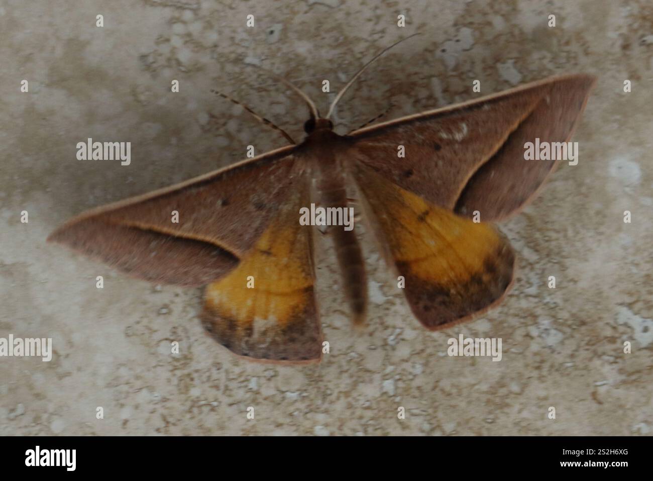 Golden-winged Epidesmia (Epidesmia chilonaria Stock Photo - Alamy