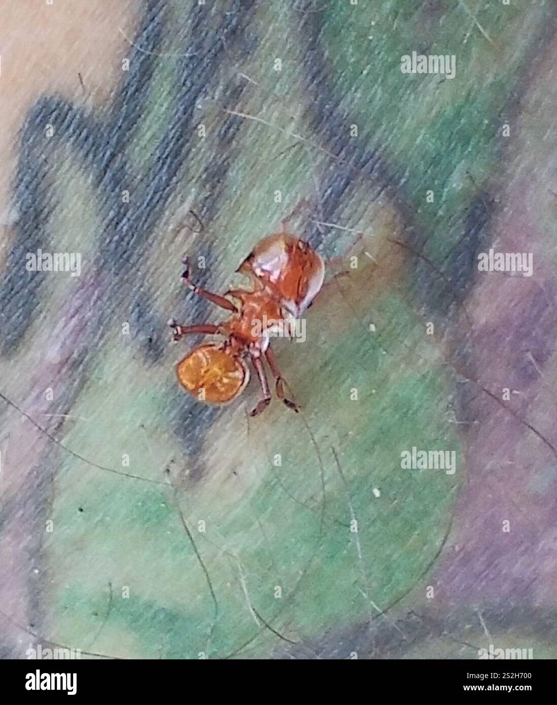 Cephalotes clypeatus hi-res stock photography and images - Alamy