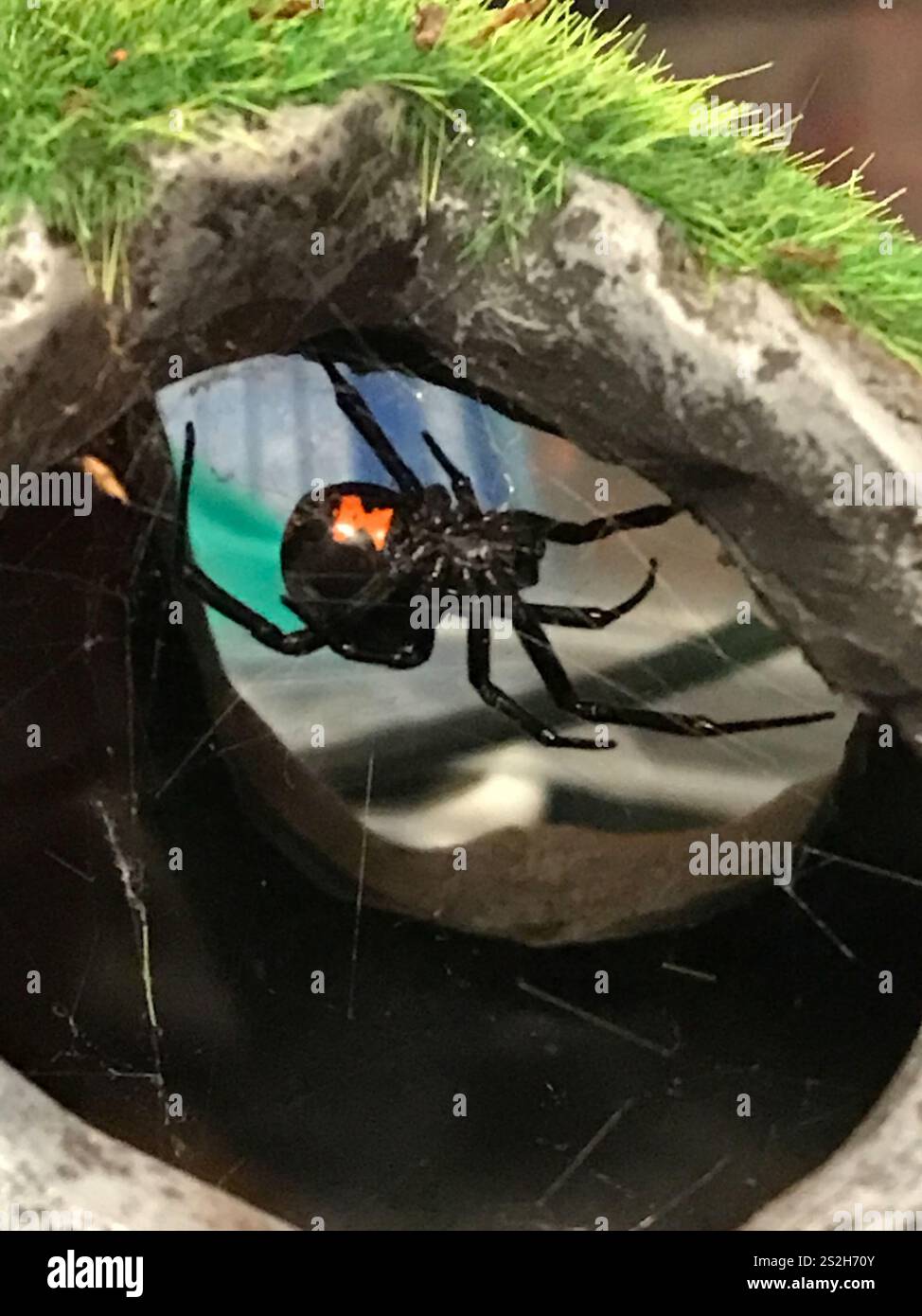 Southern Black Widow (Latrodectus mactans Stock Photo - Alamy