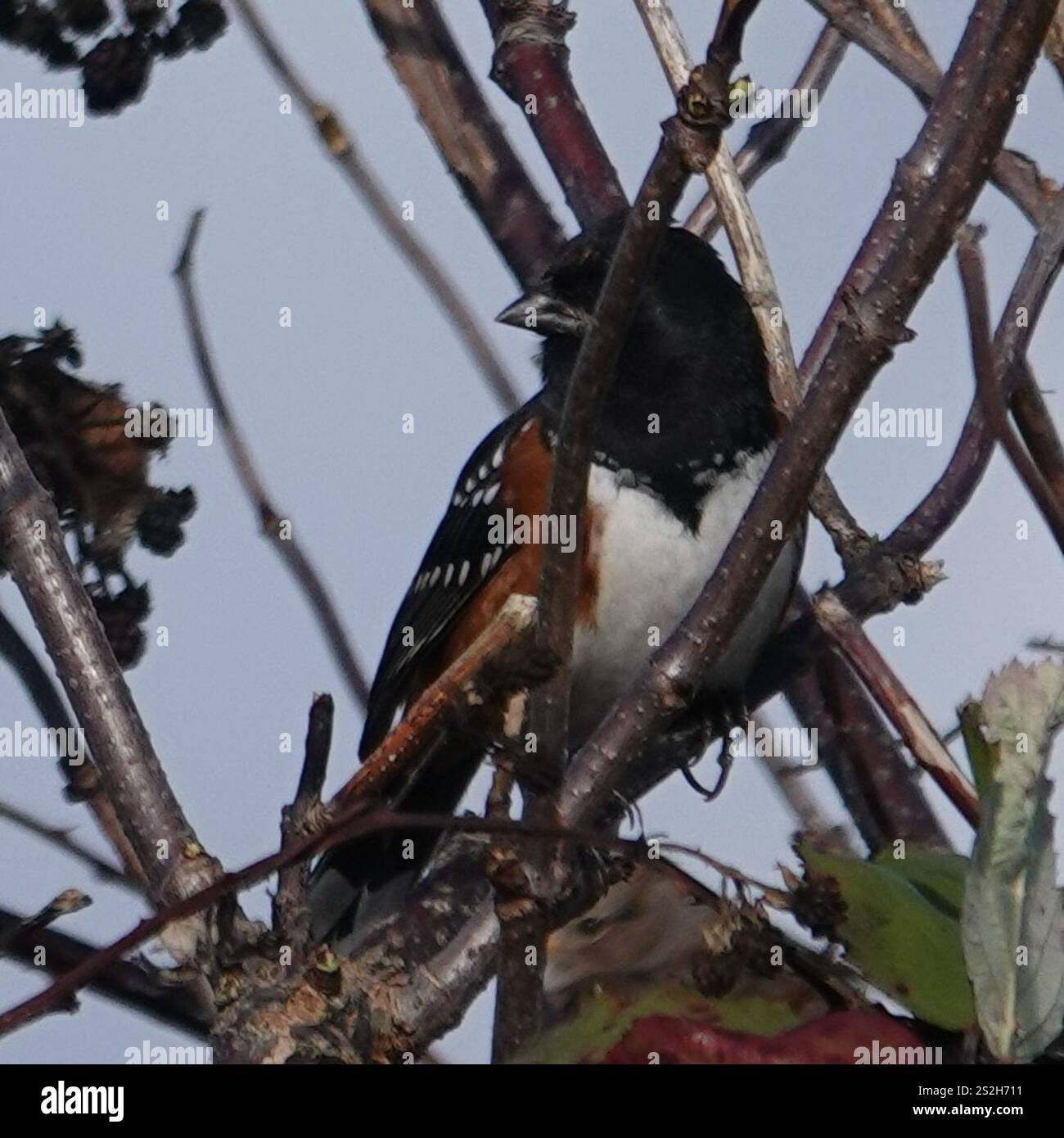 Spotted Towhee (Pipilo maculatus Stock Photo - Alamy