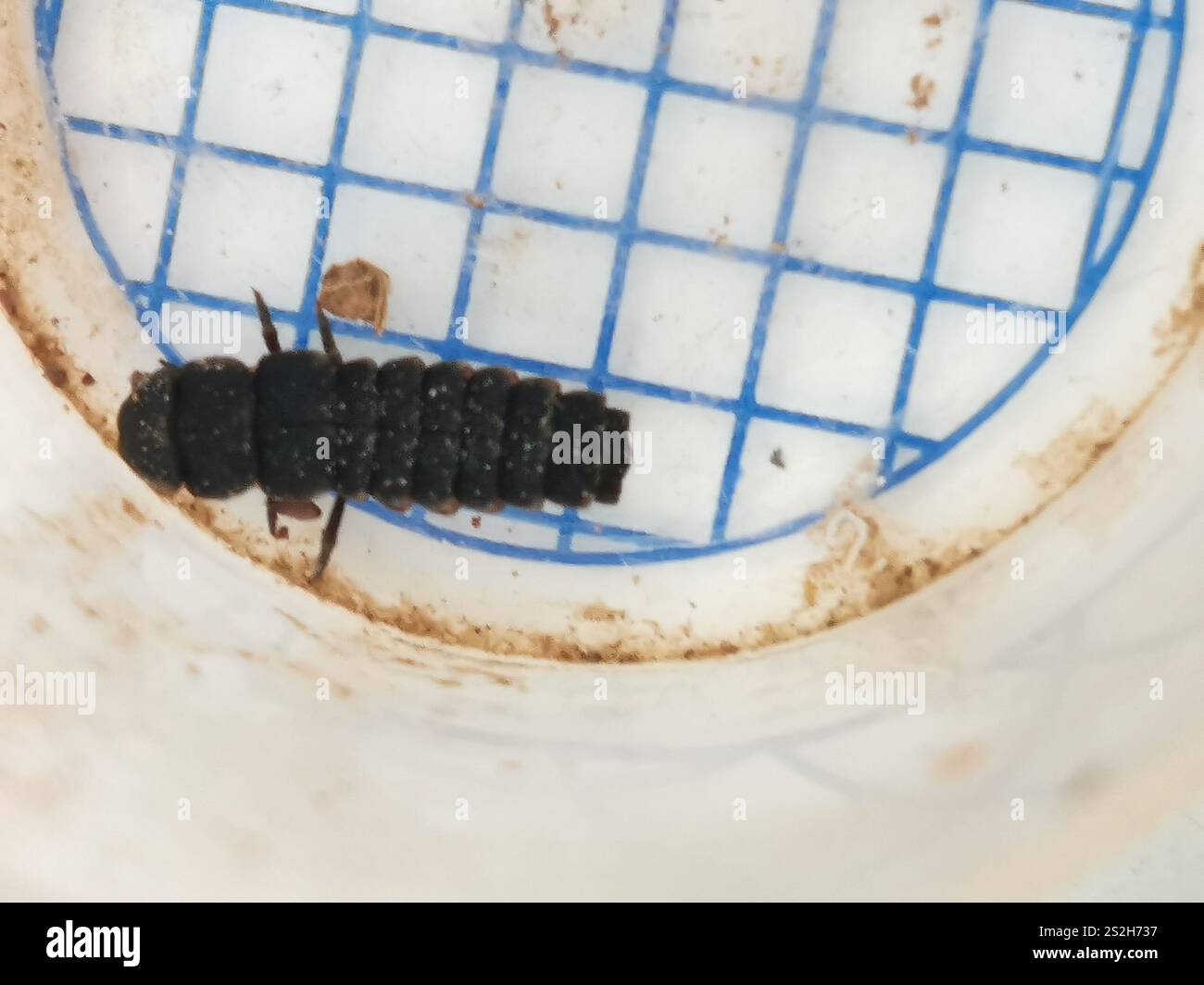 Mediterranean Pale Glow-worm (Nyctophila reichii Stock Photo - Alamy