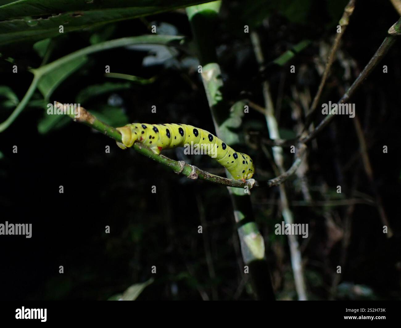 Dysphania numana hi-res stock photography and images - Alamy