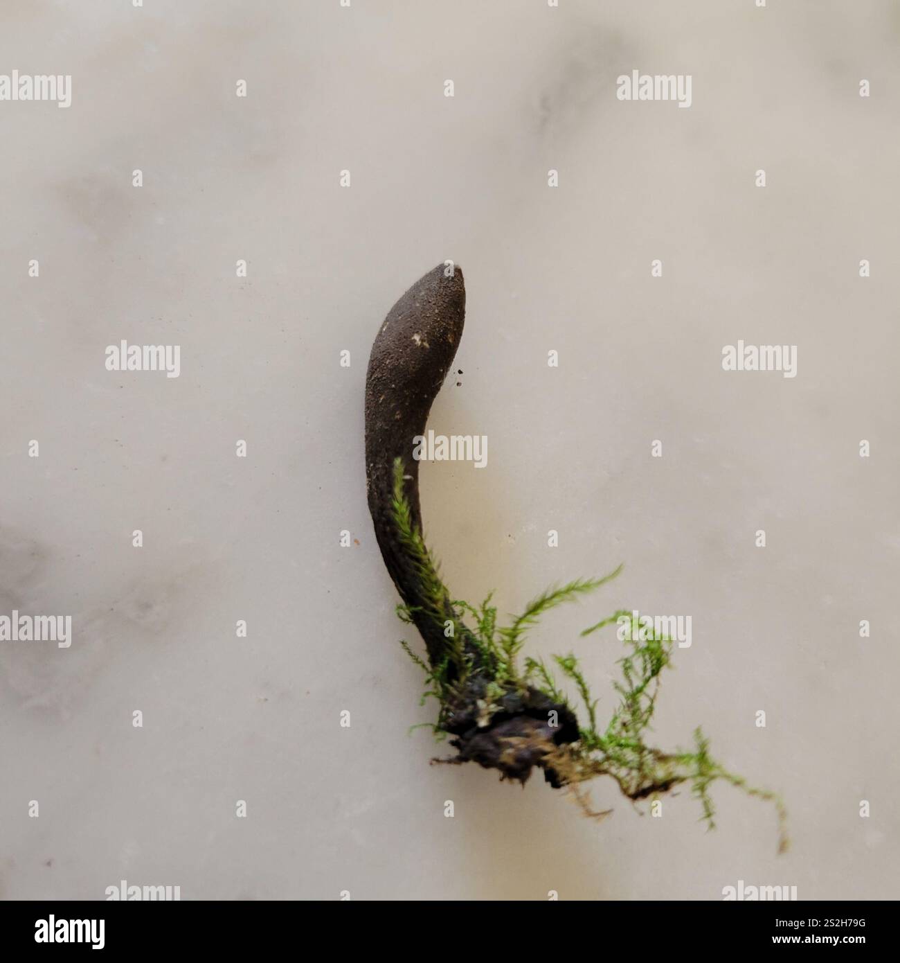 dead man's fingers (Xylaria polymorpha Stock Photo - Alamy