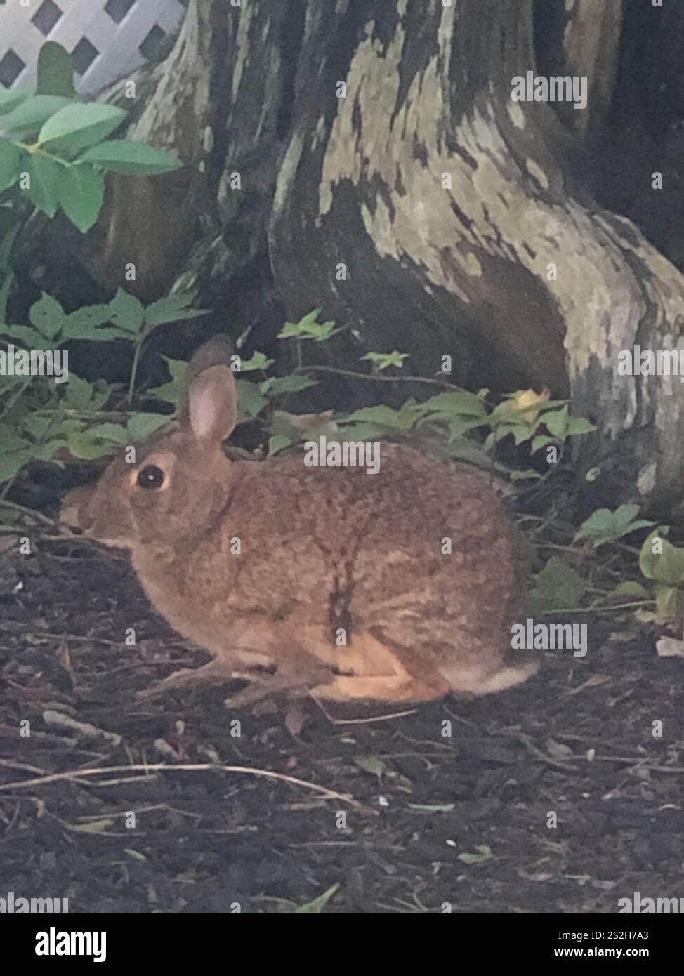 Eastern Cottontail (Sylvilagus floridanus Stock Photo - Alamy