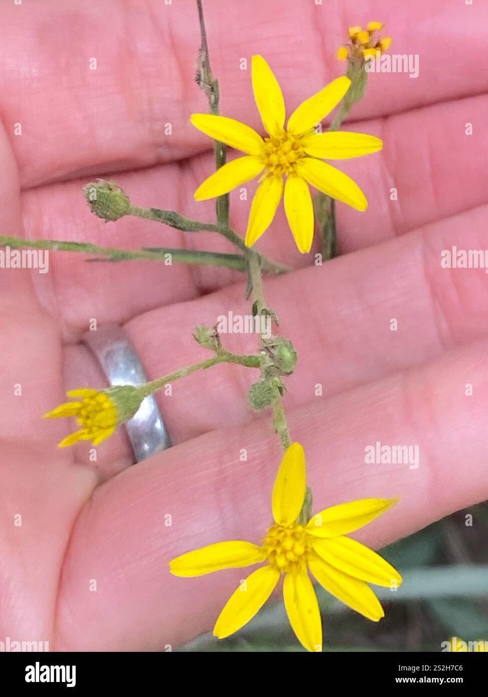 Pineland Silkgrass (Pityopsis aspera Stock Photo - Alamy