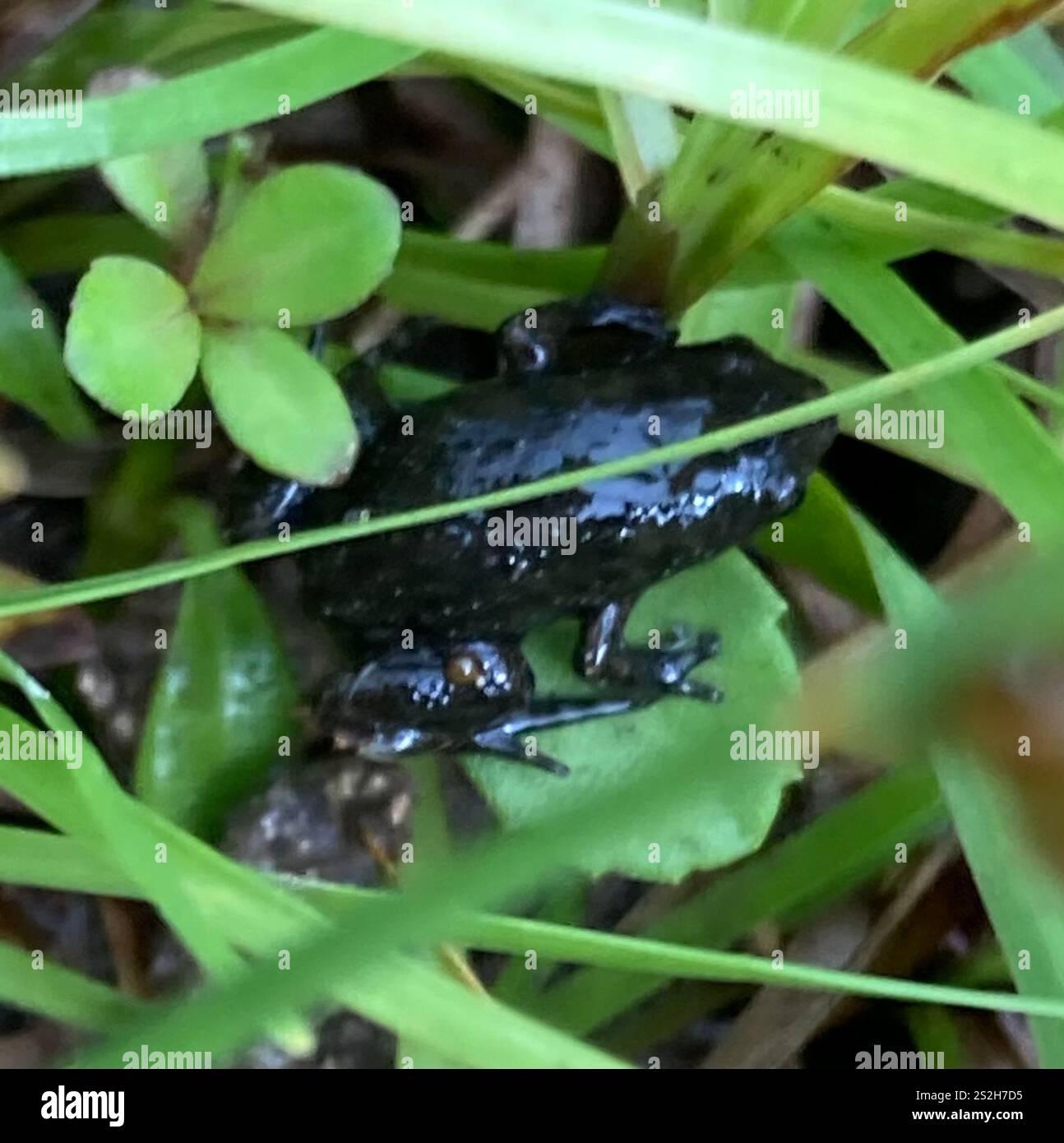 Eastern Narrow-mouthed Toad (Gastrophryne carolinensis Stock Photo - Alamy