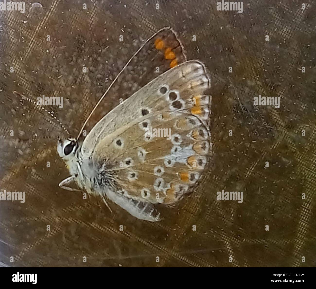 Southern Brown Argus (Aricia cramera Stock Photo - Alamy