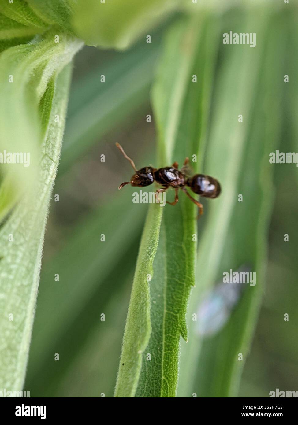 Common Citronella Ant (Lasius claviger Stock Photo - Alamy