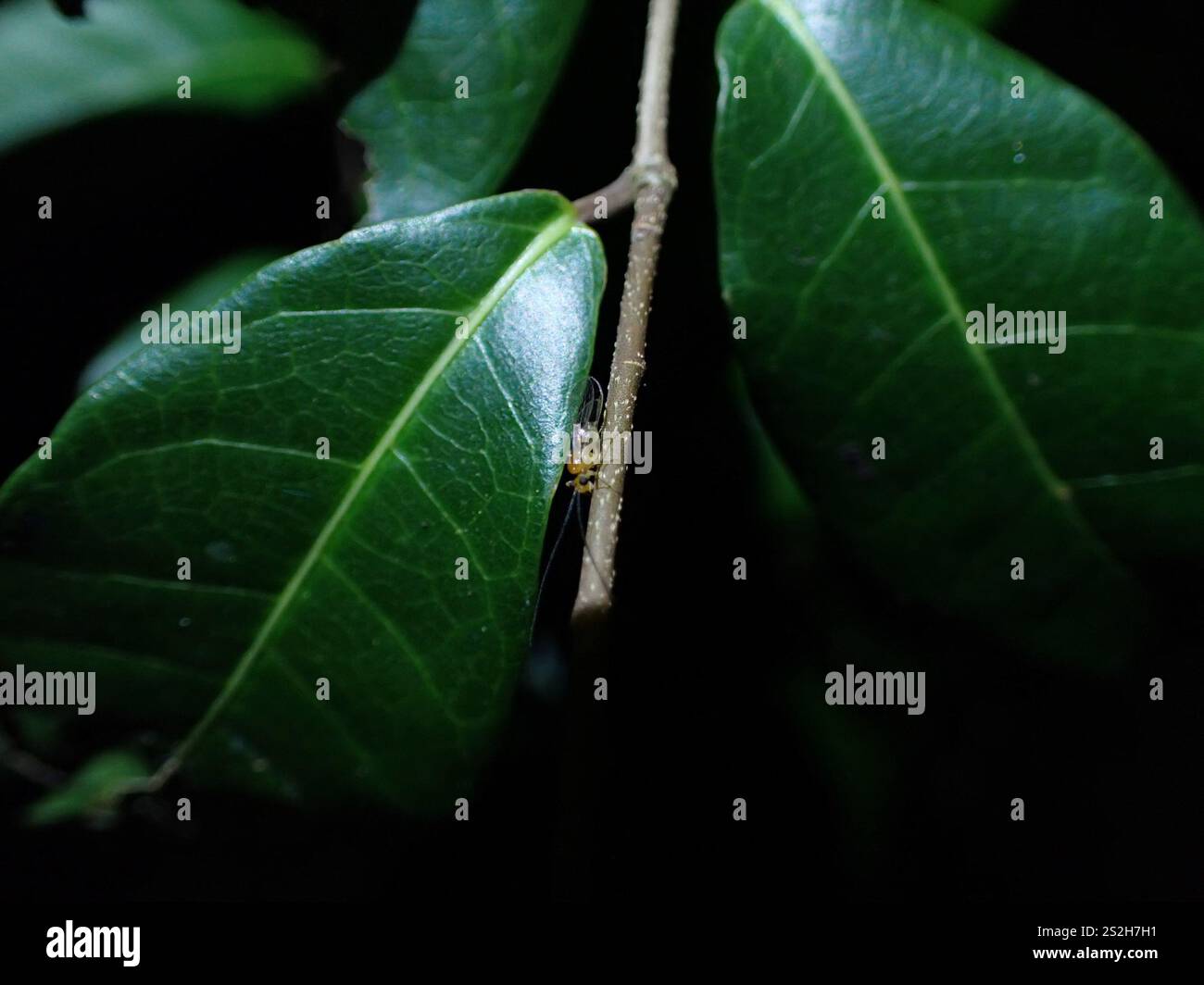 Barklice, Booklice, and Parasitic Lice (Psocodea Stock Photo - Alamy