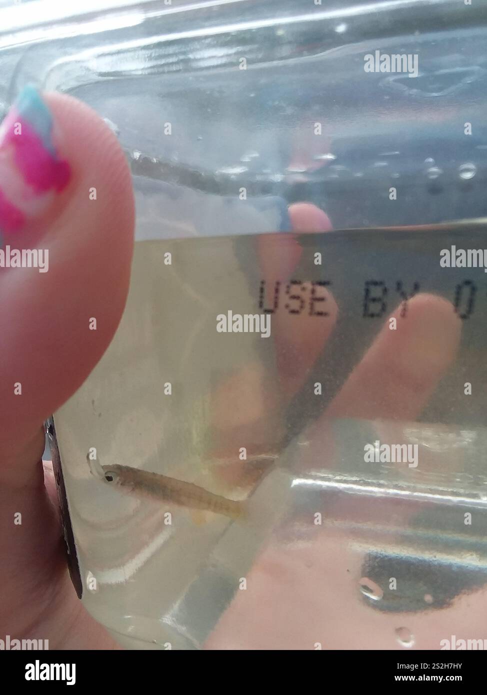 Typical Killifishes (Fundulus Stock Photo - Alamy