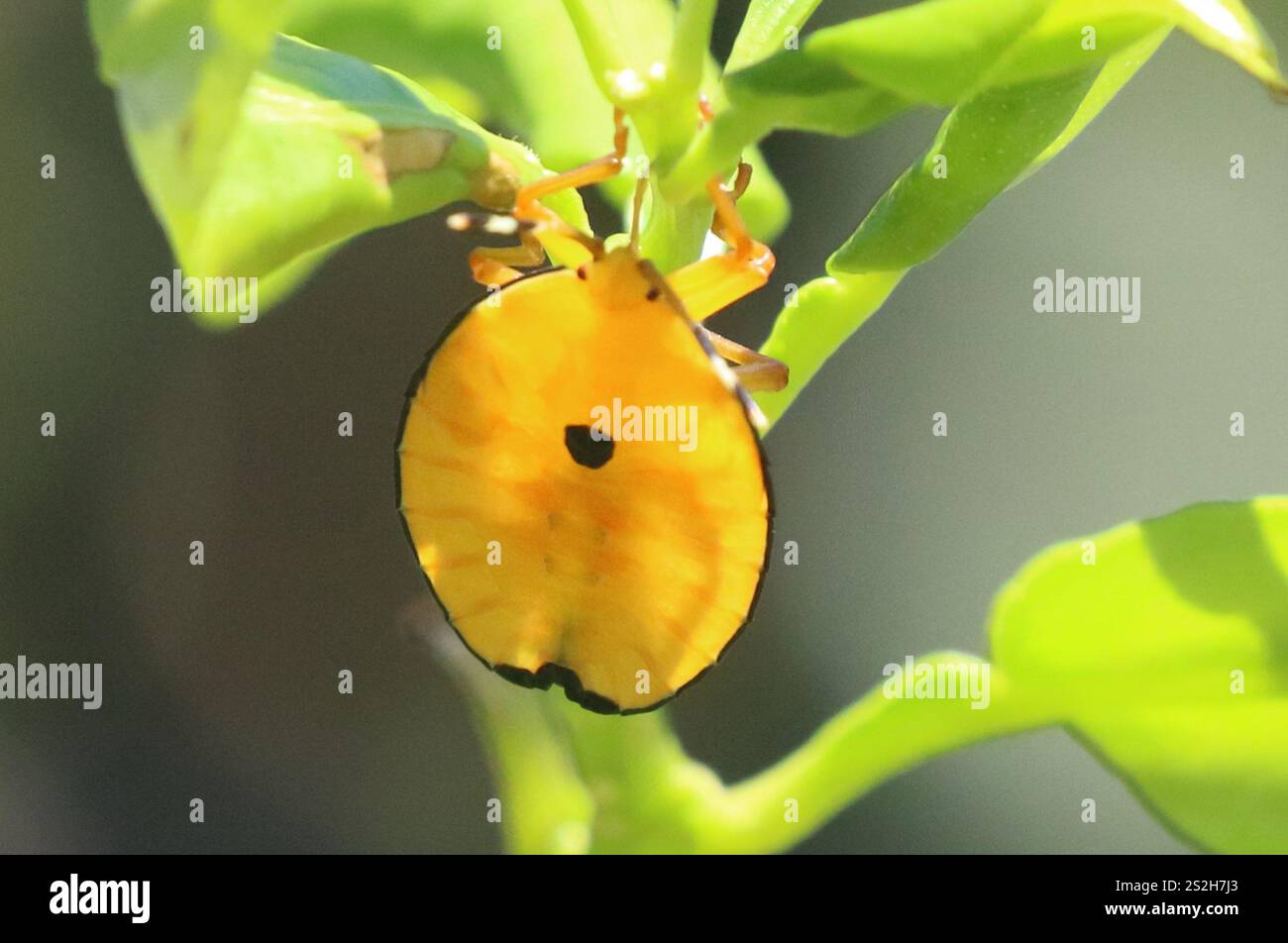 Bronze Orange Bug (Musgraveia sulciventris Stock Photo - Alamy