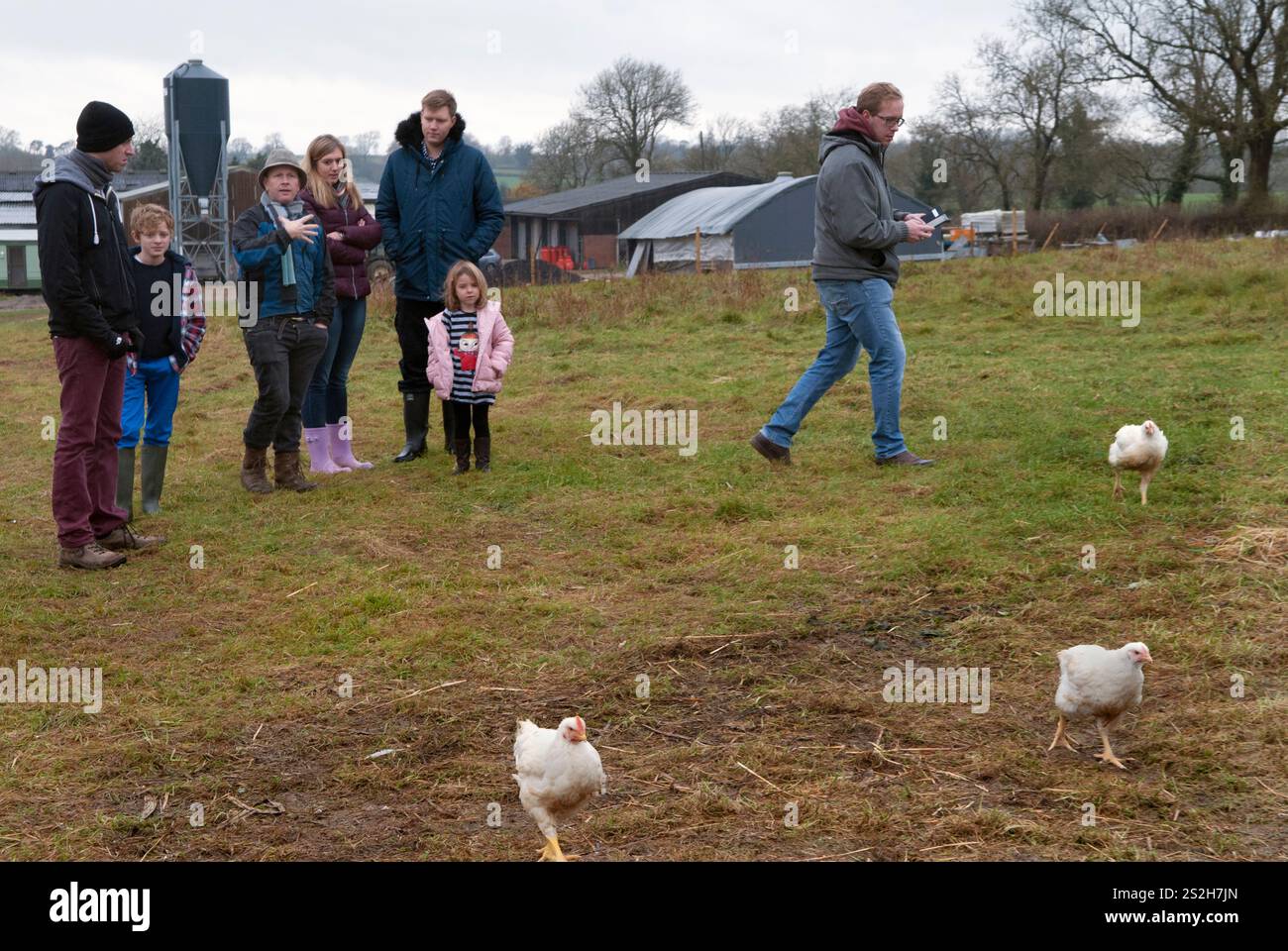 Chickens on farm shown in hi-res stock photography and images - Alamy