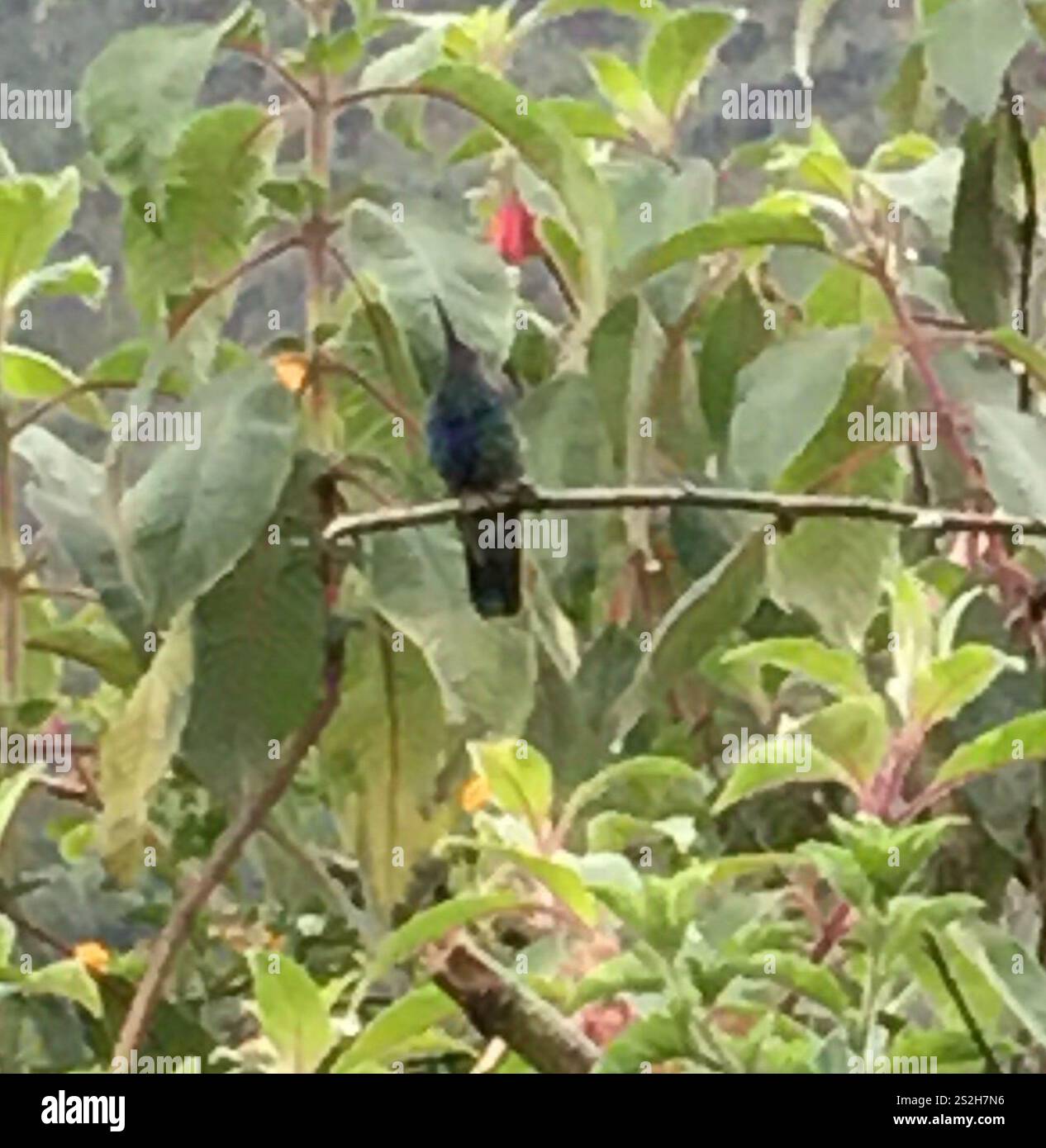 Sparkling Violetear (Colibri coruscans Stock Photo - Alamy