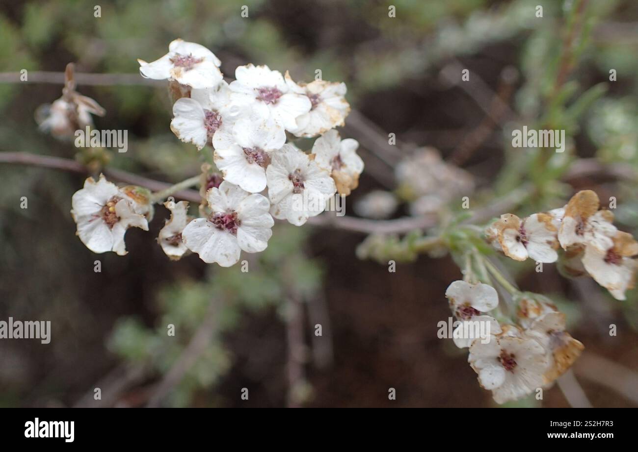 Cape Snow Bush (Eriocephalus africanus Stock Photo - Alamy