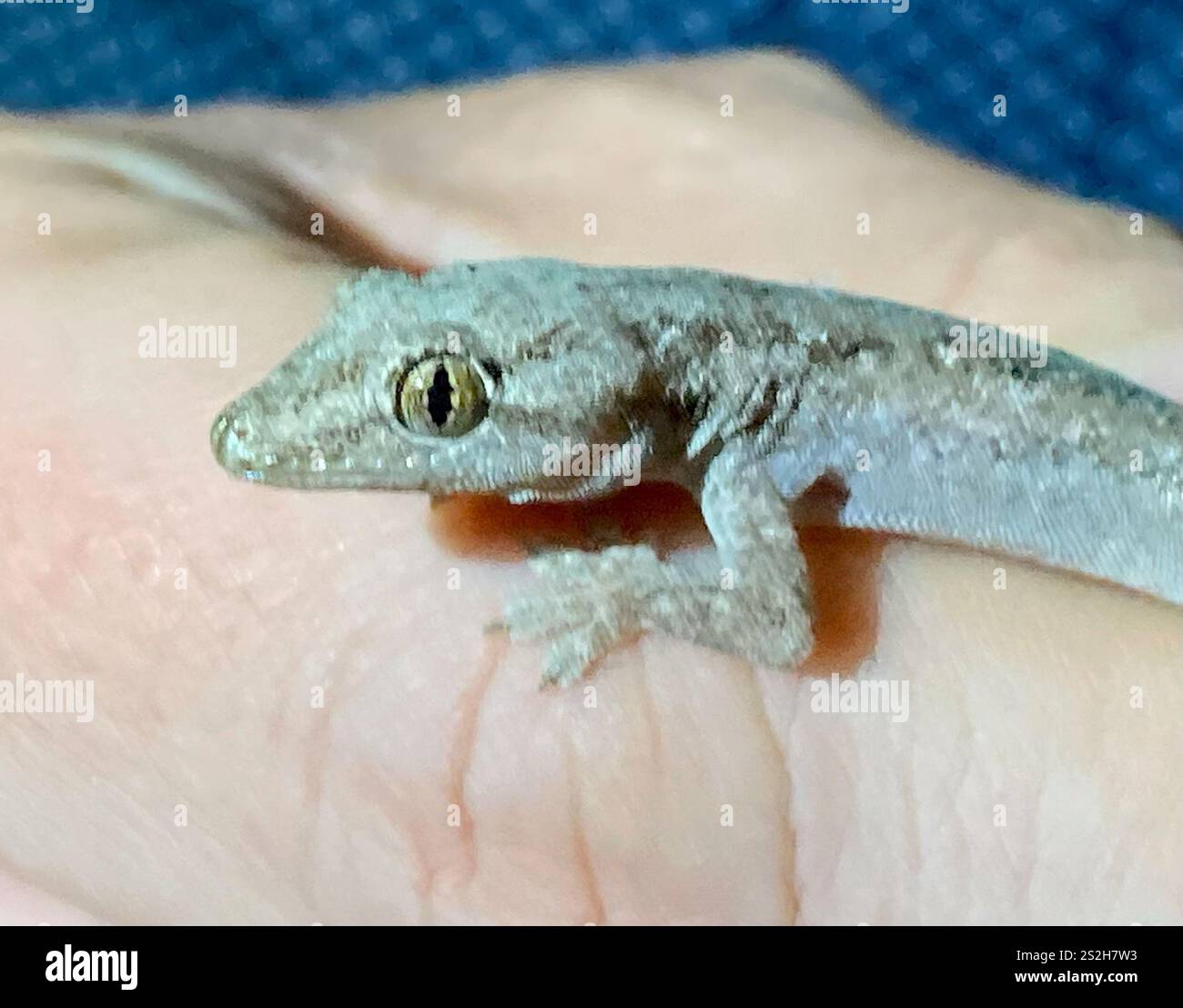 Asian House Gecko (Hemidactylus frenatus Stock Photo - Alamy