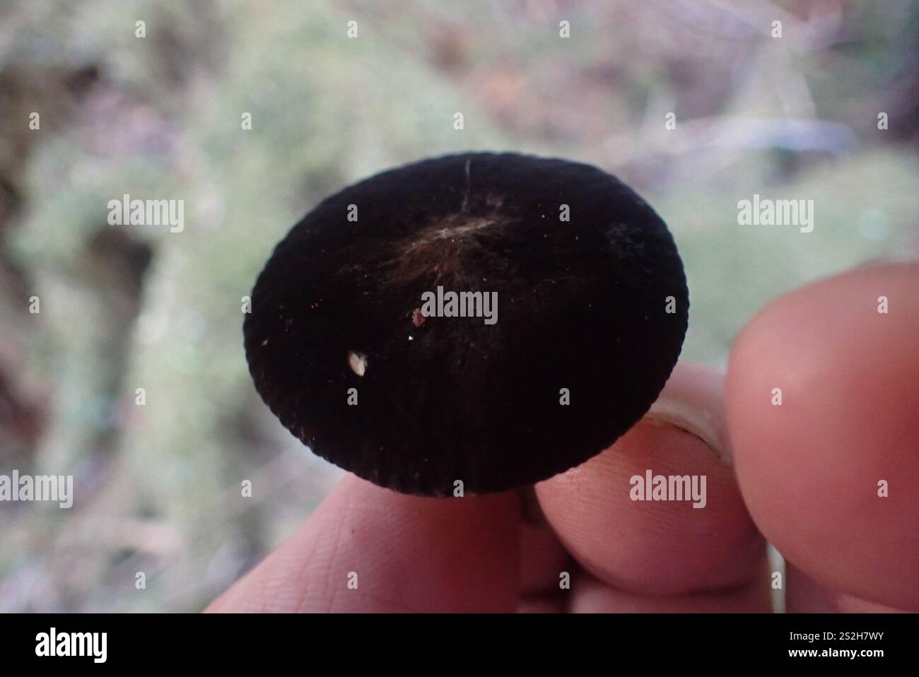 Velvety Milk Cap (Lactarius fallax Stock Photo - Alamy