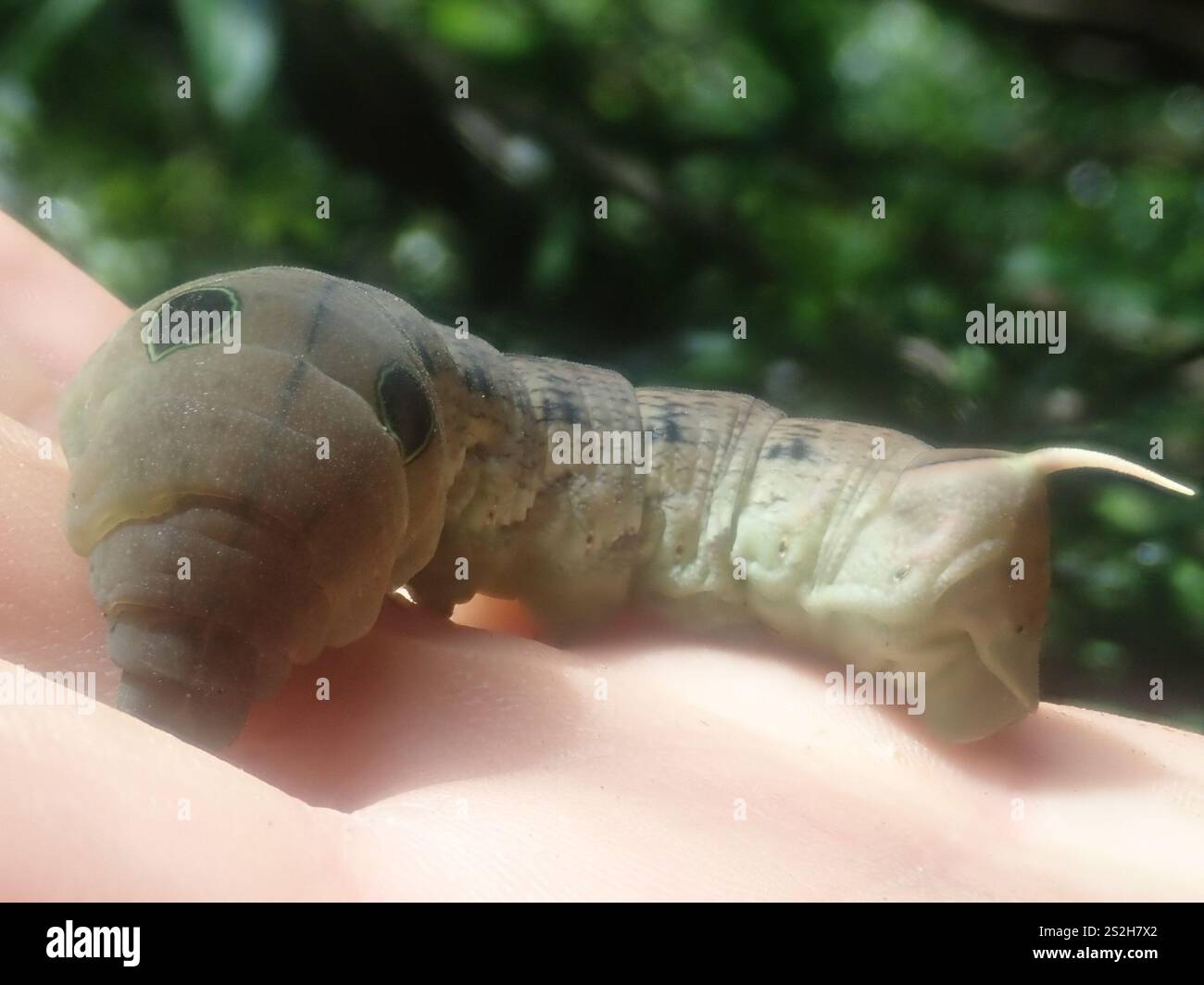 Vine Hawkmoth (Hippotion celerio Stock Photo - Alamy