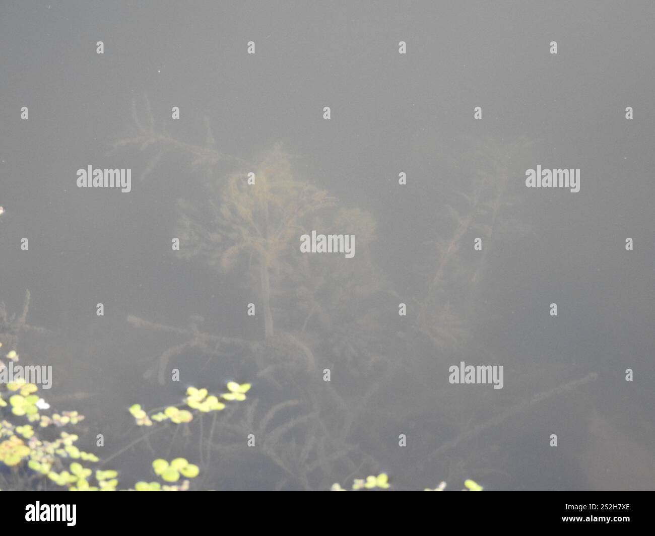 coontail (Ceratophyllum demersum Stock Photo - Alamy