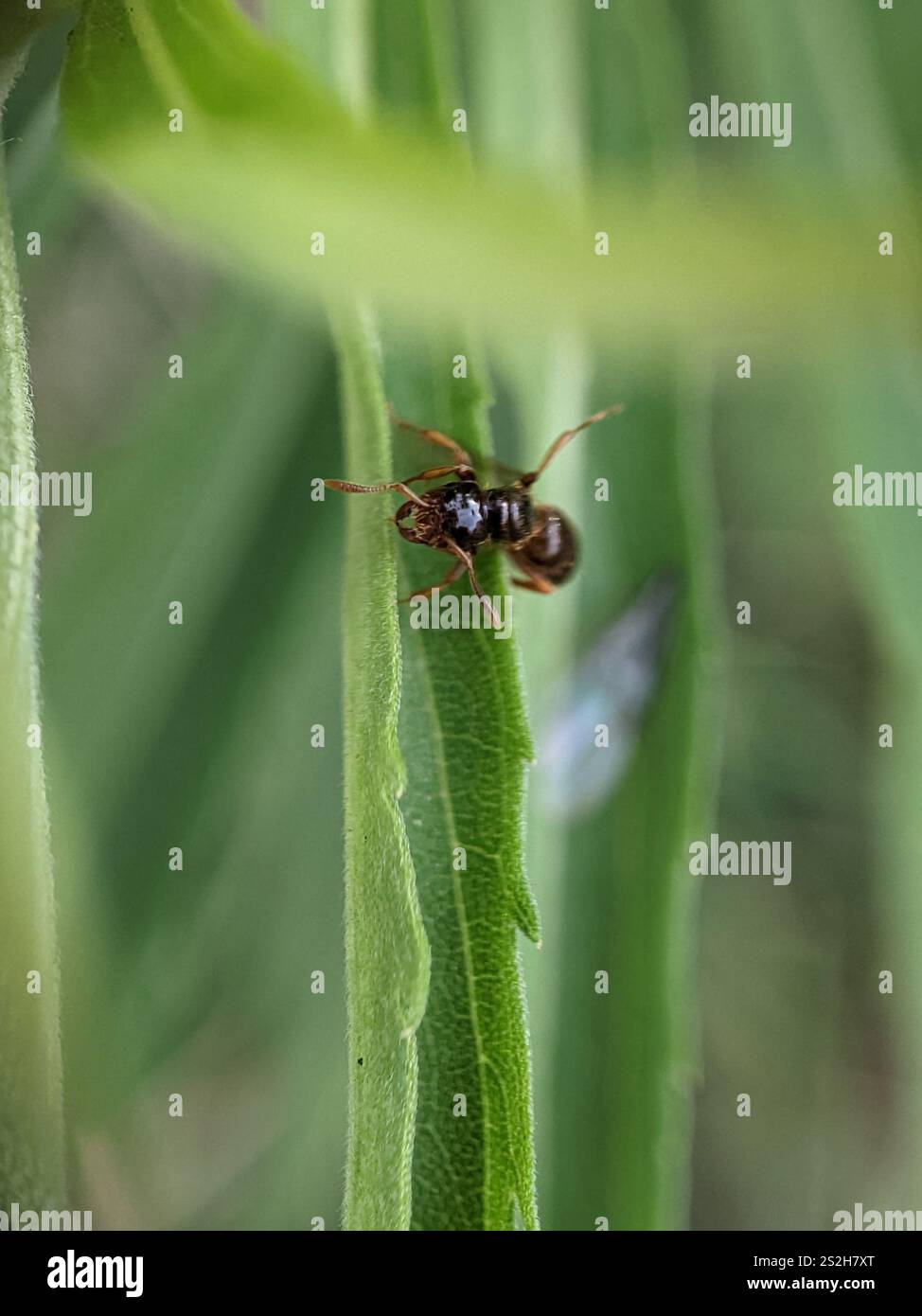 Common Citronella Ant (Lasius claviger Stock Photo - Alamy
