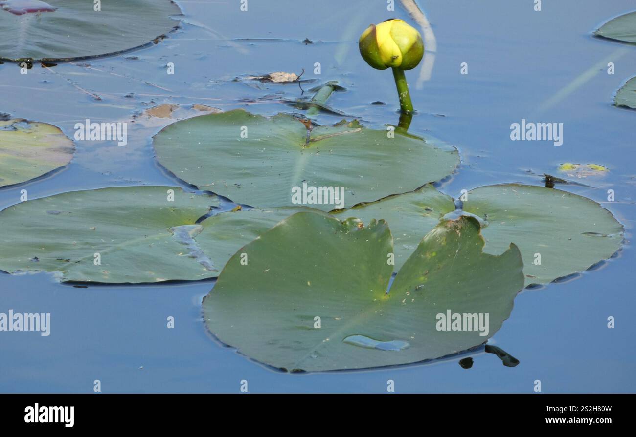 spatterdock (Nuphar advena Stock Photo - Alamy